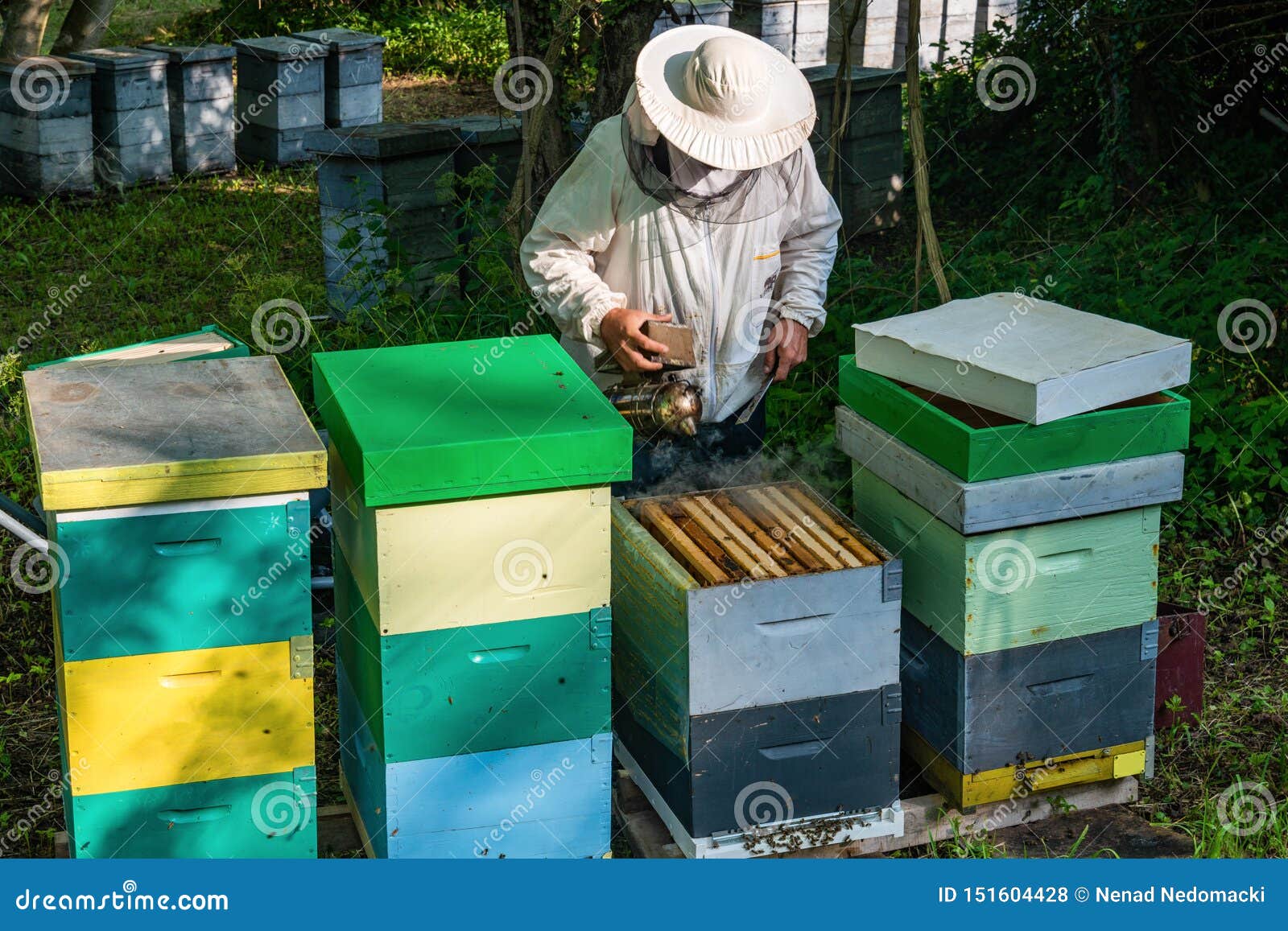 Beekeeper at Work. stock photo. Image of collection - 151604428
