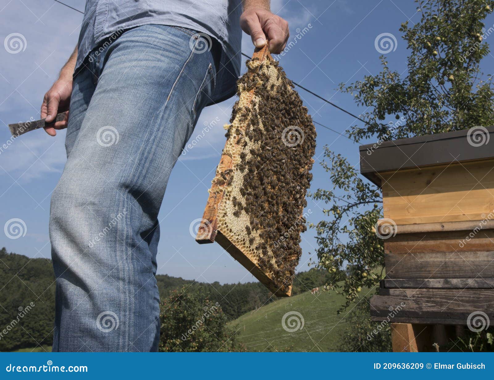 Beekeeper at Work at the Beehive Stock Image - Image of hymenoptera ...