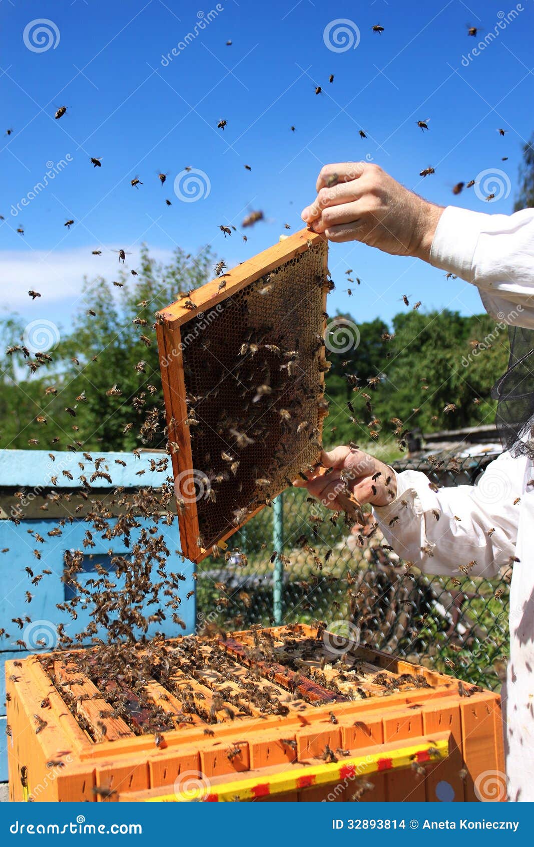 Beekeeper at work stock photo. Image of busy, insects - 32893814