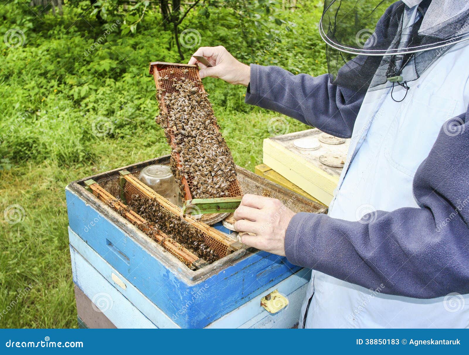 Beekeeper at work stock image. Image of honeycomb, horizontal - 38850183