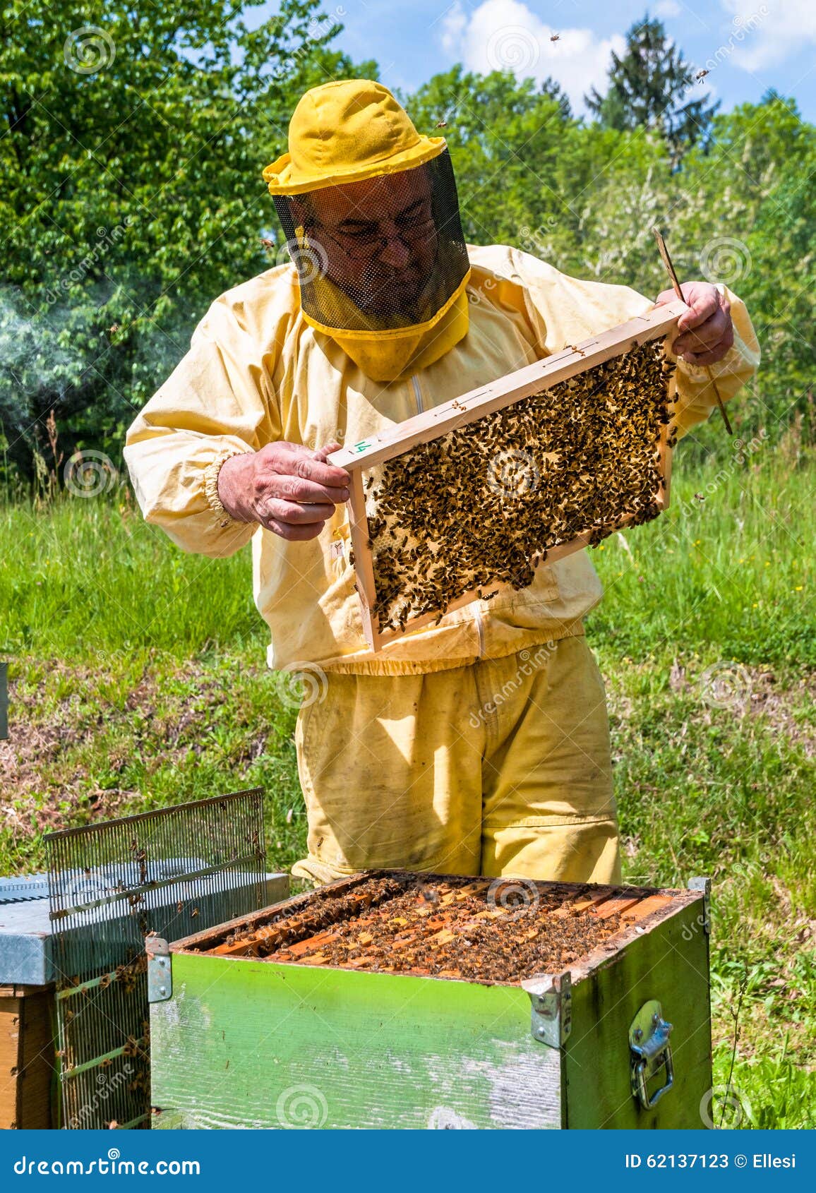 Beekeeper is Working with Bees and Beehives on the Apiary. Stock Image ...