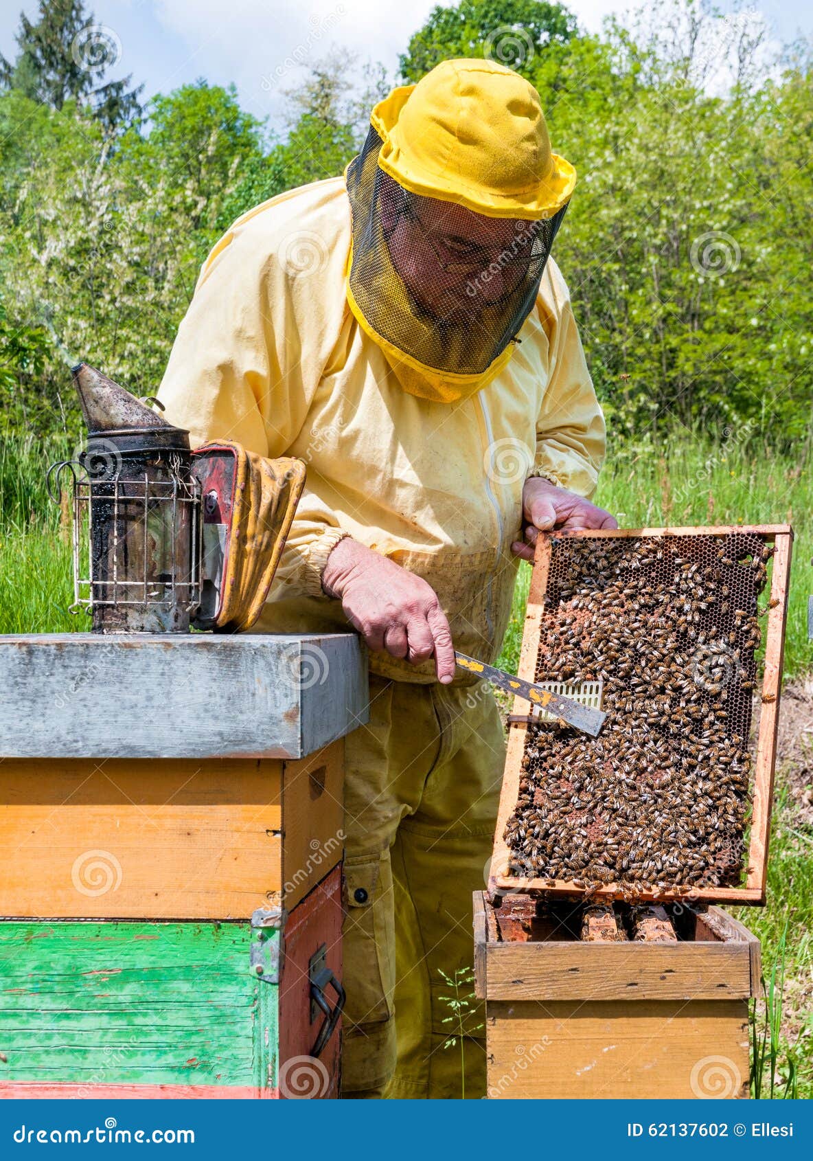Beekeeper is Working with Bees and Beehives on the Apiary. Stock Photo ...
