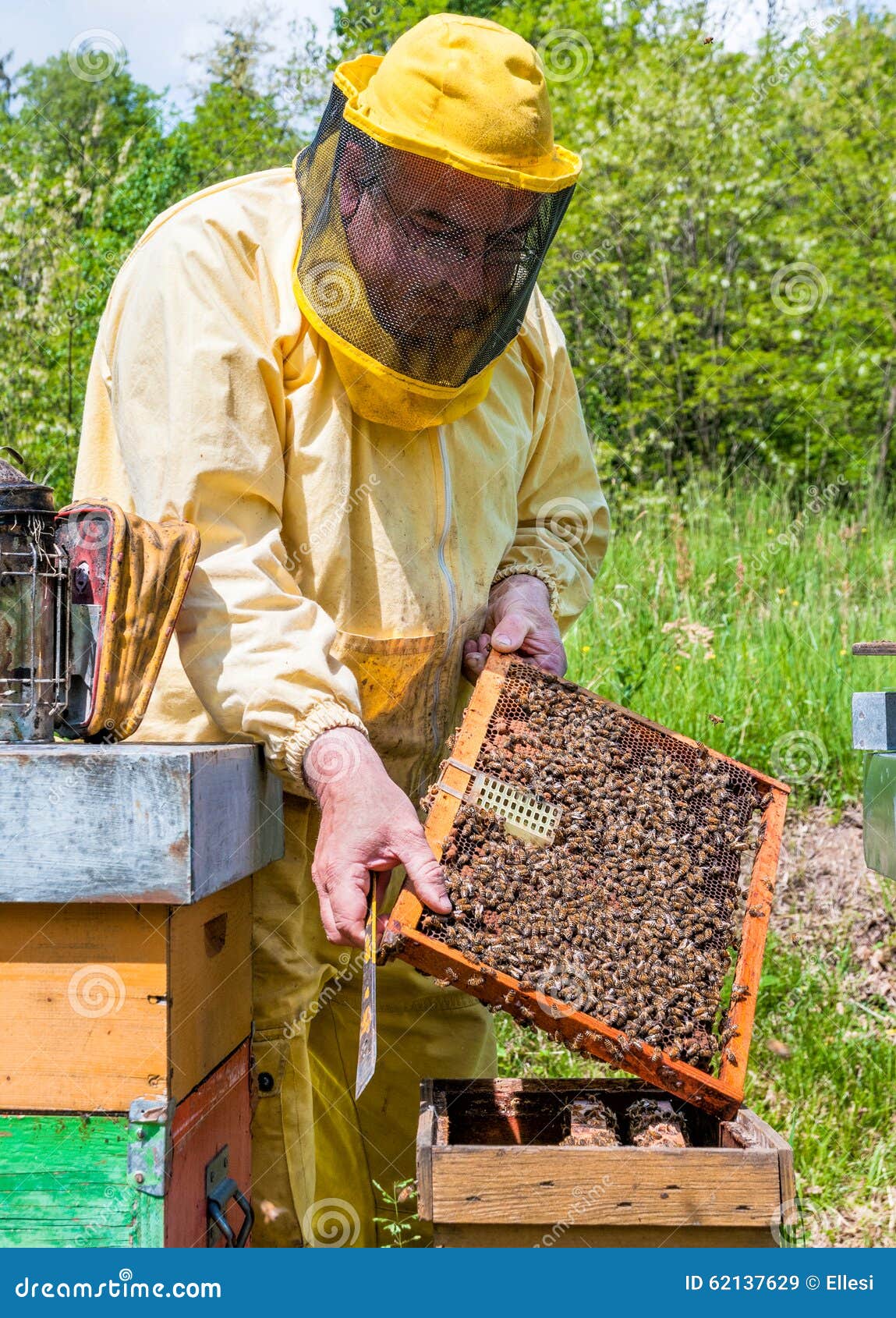 Beekeeper is Working with Bees and Beehives on the Apiary. Stock Image ...