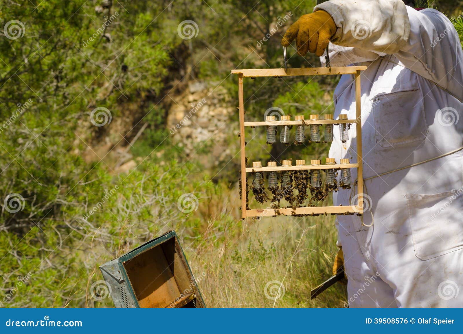 Beekeeper at work stock photo. Image of cluster, honeybees - 39508576