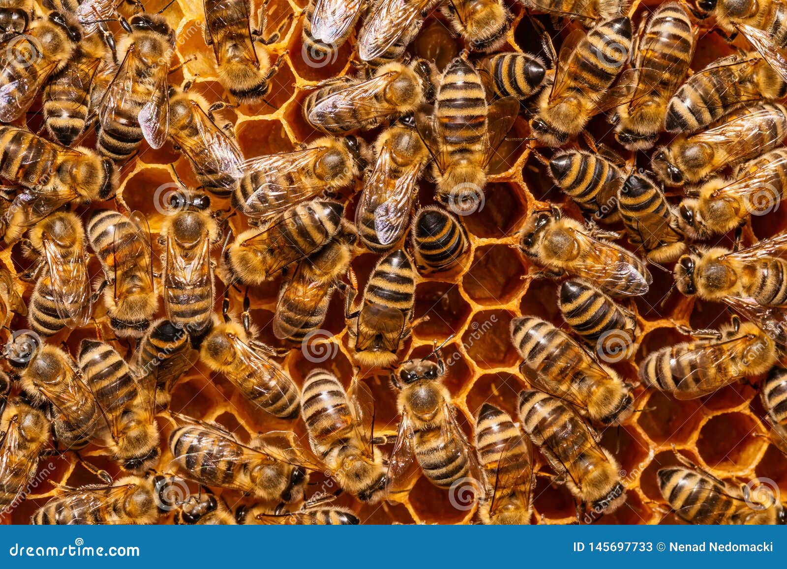 Beekeeper at Work.a Bunch of Bees on a Honeycomb in a Hive Stock Image ...