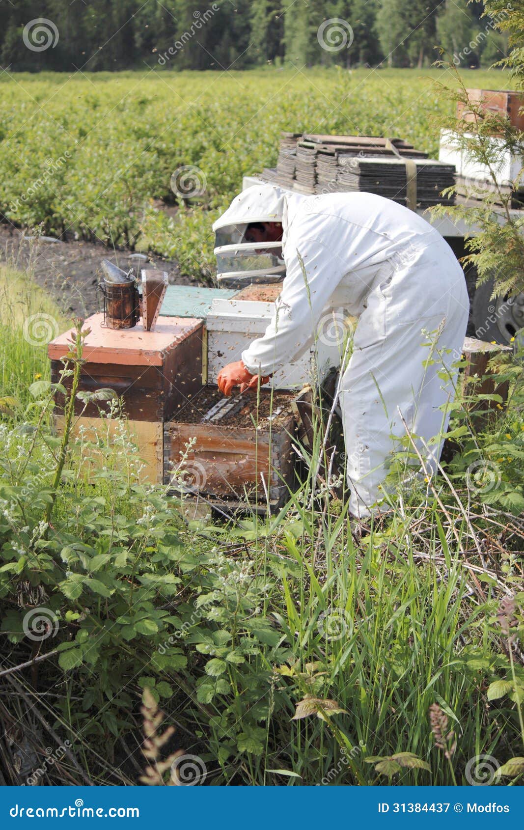 Beekeeper at Work stock image. Image of collect, beeswax - 31384437