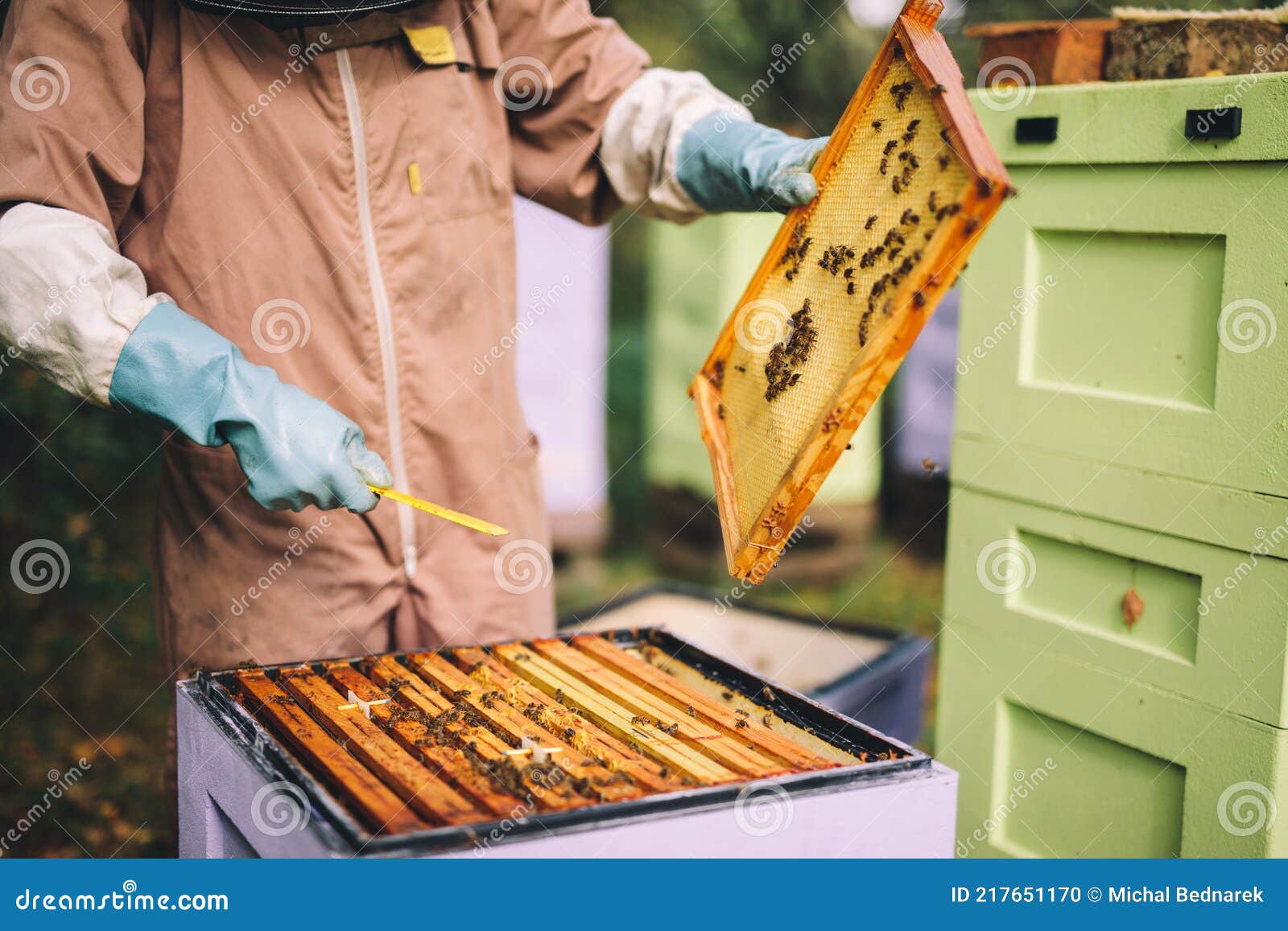 Beekeeper at Work. Honey Bees on Honeycomb Stock Photo - Image of ...
