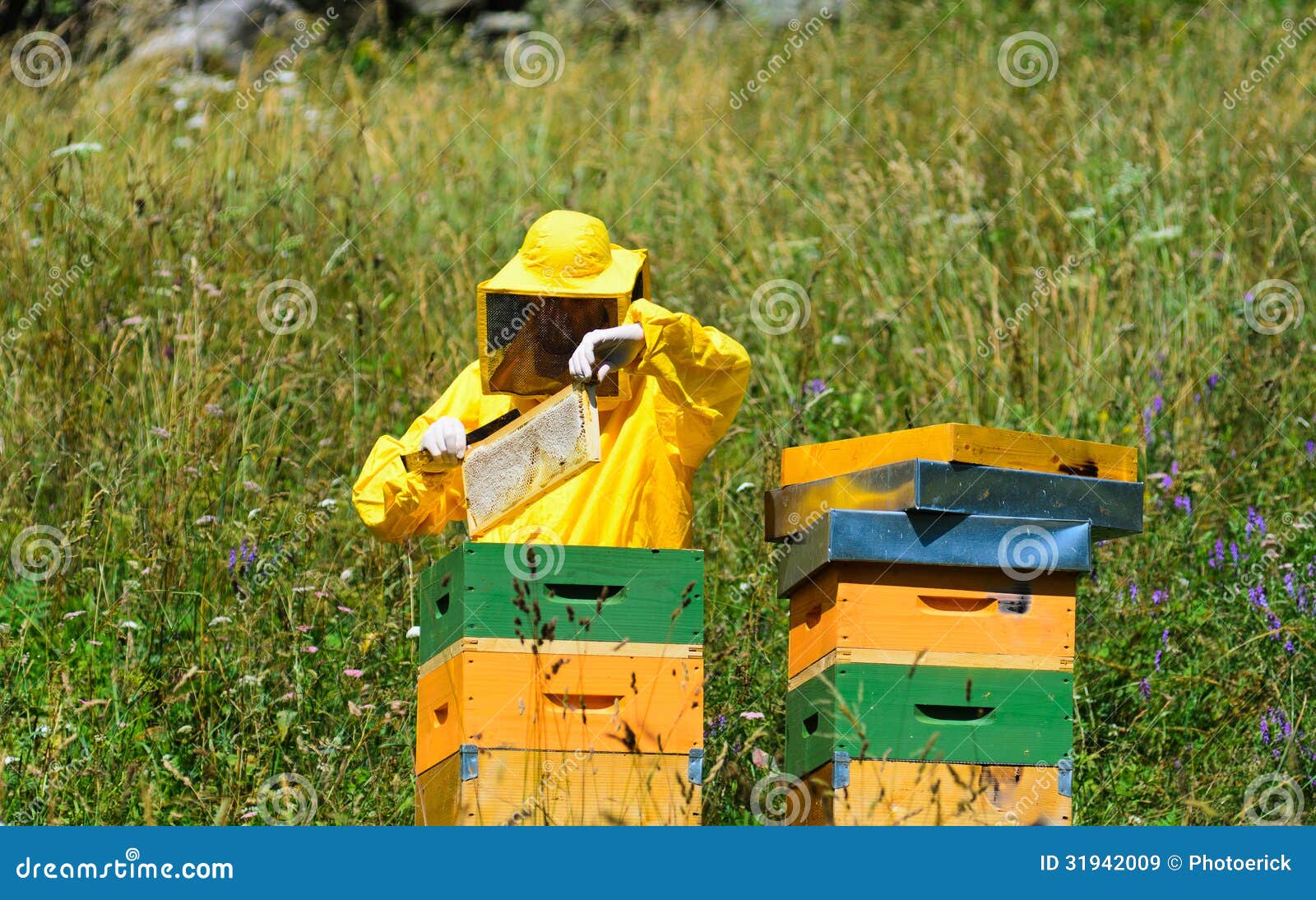 Beekeeper at work stock image. Image of hives, hierarchy - 31942009