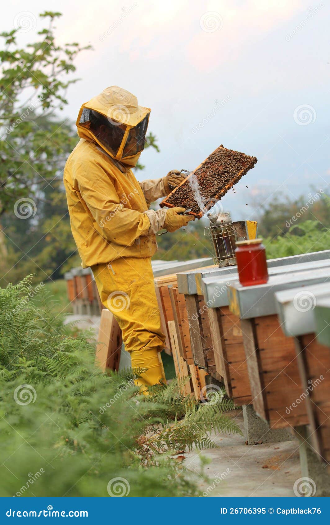 Beekeeper at Work with Honeycomb Stock Image - Image of frame, comb ...