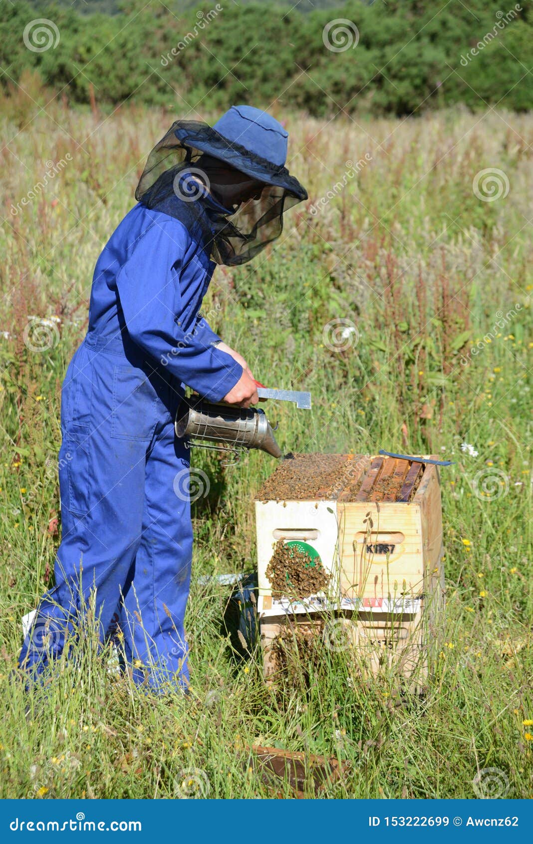 Beekeeper at Work on a Sunny Day Editorial Stock Image - Image of ...
