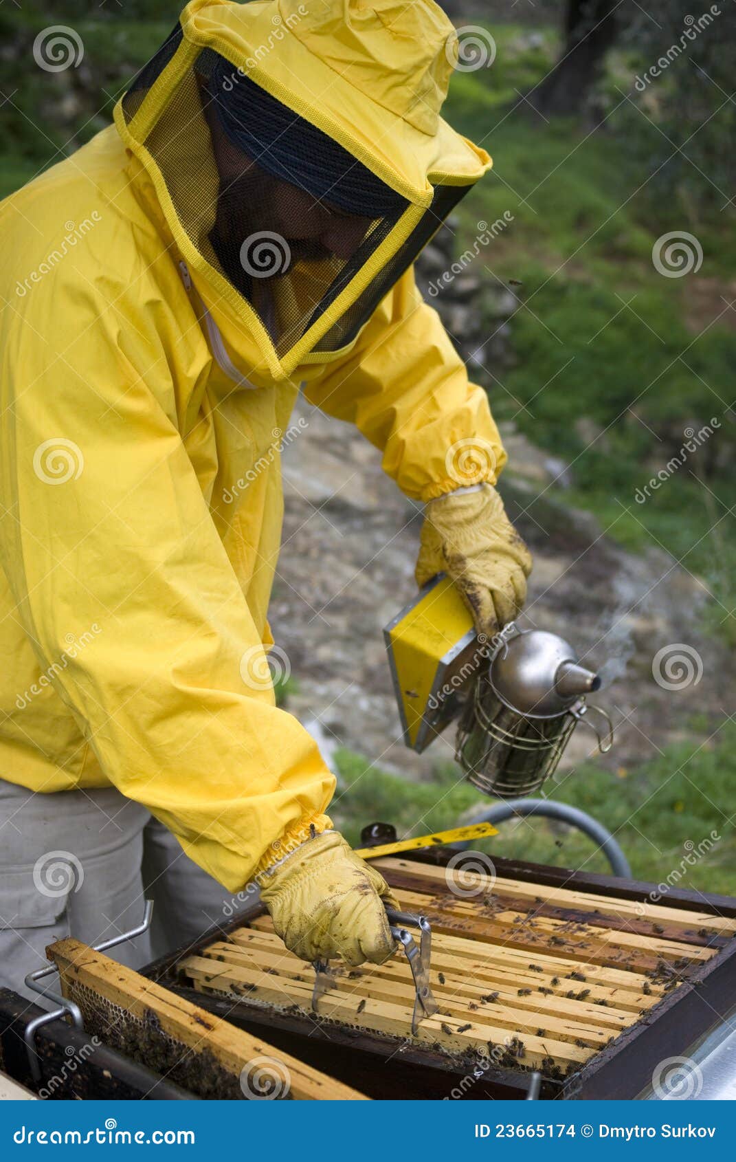 Beekeeper working stock photo. Image of agriculture, caucasian - 23665174