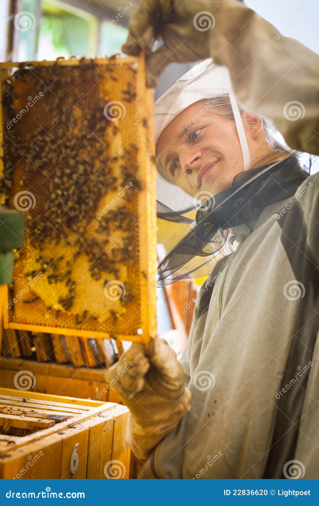 Beekeeper Working in an Apiary Stock Photo - Image of crop, land: 22836620