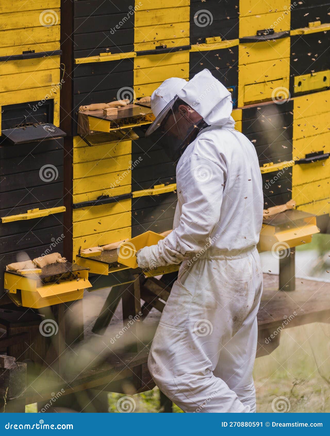 Beekeeper Working in an Apiary while a Bee Swarm Flying Around Him ... Beekeeper Working in an Apiary while a Bee Swarm Flying Around Him ...