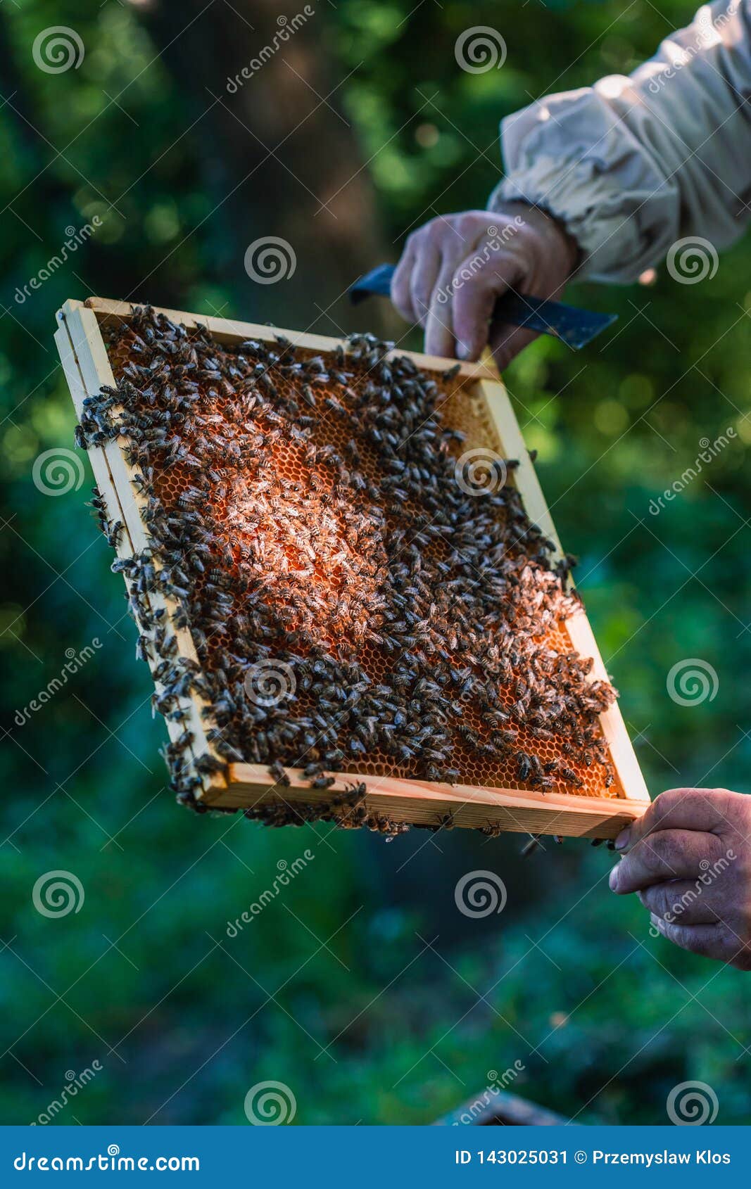 Beekeeper Working in Apiary Stock Image - Image of comb, person: 143025031