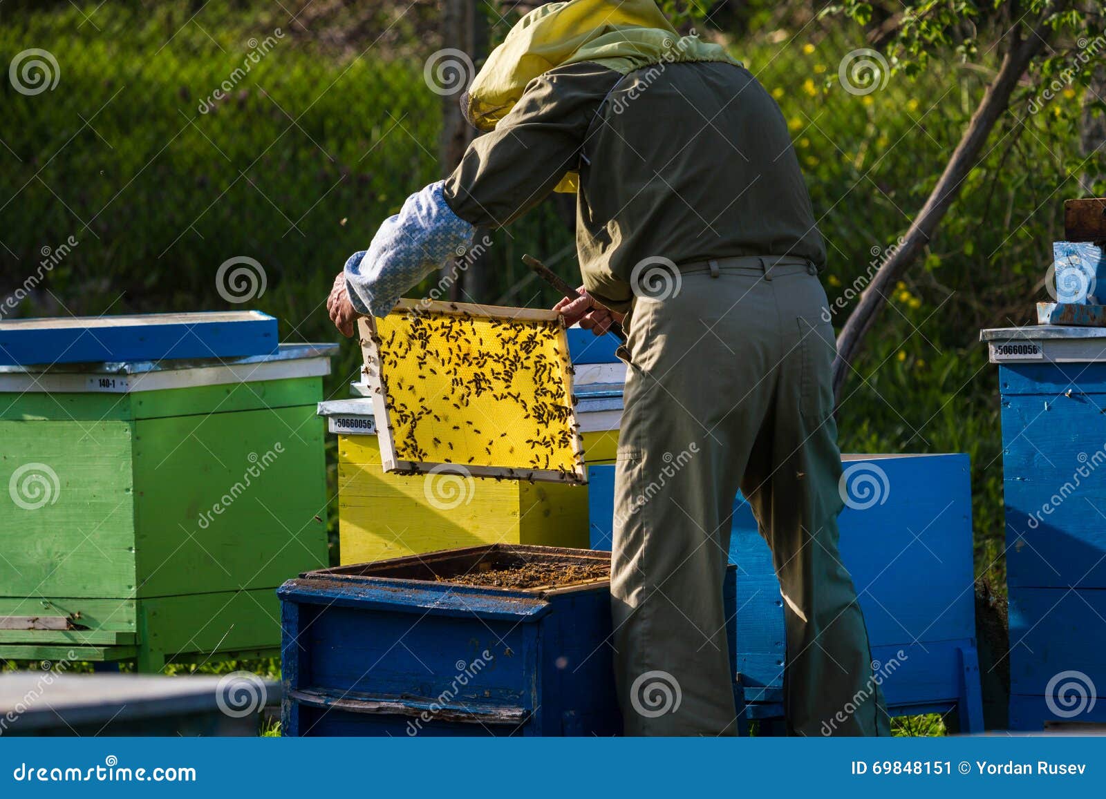 Beekeeper Working on Bee Hive Editorial Photo - Image of insect ...