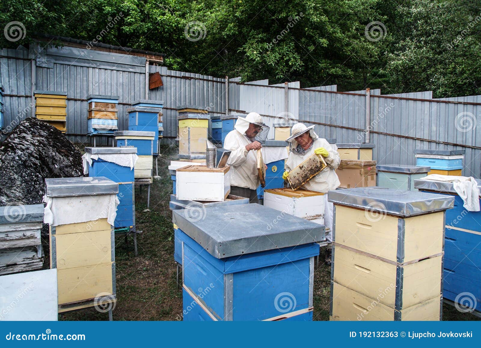 Beekeeper Working on a Beehive in Nature Stock Image - Image of ...