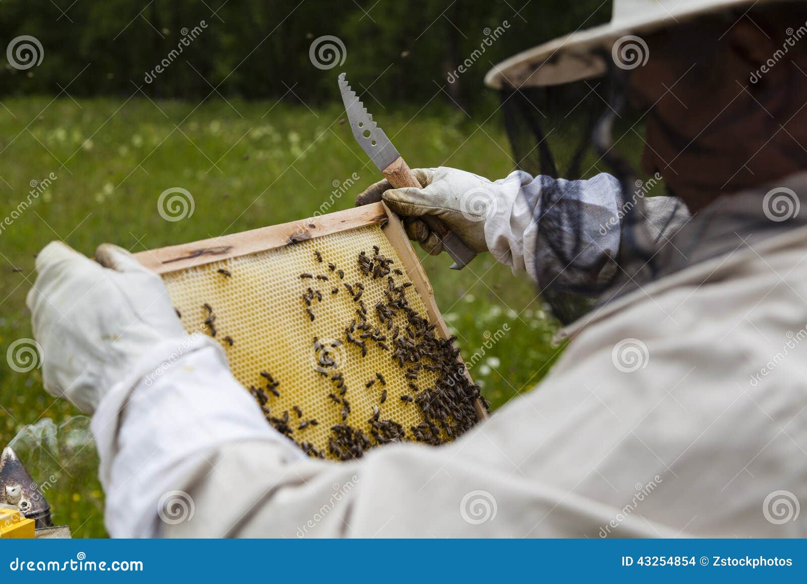 Beekeeper stock photo. Image of harvest, organic, apiculture - 43254854