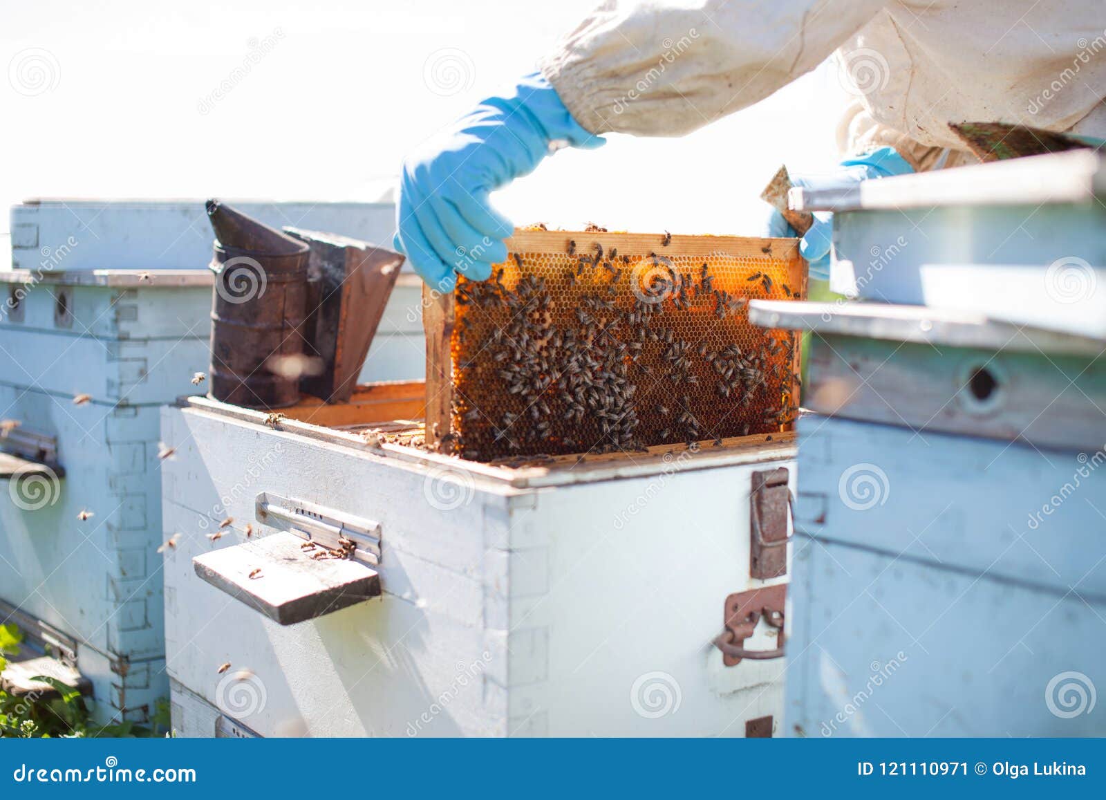 Beekeeper is Working with Bees and Beehives on the Apiary. Beekeeper on ...