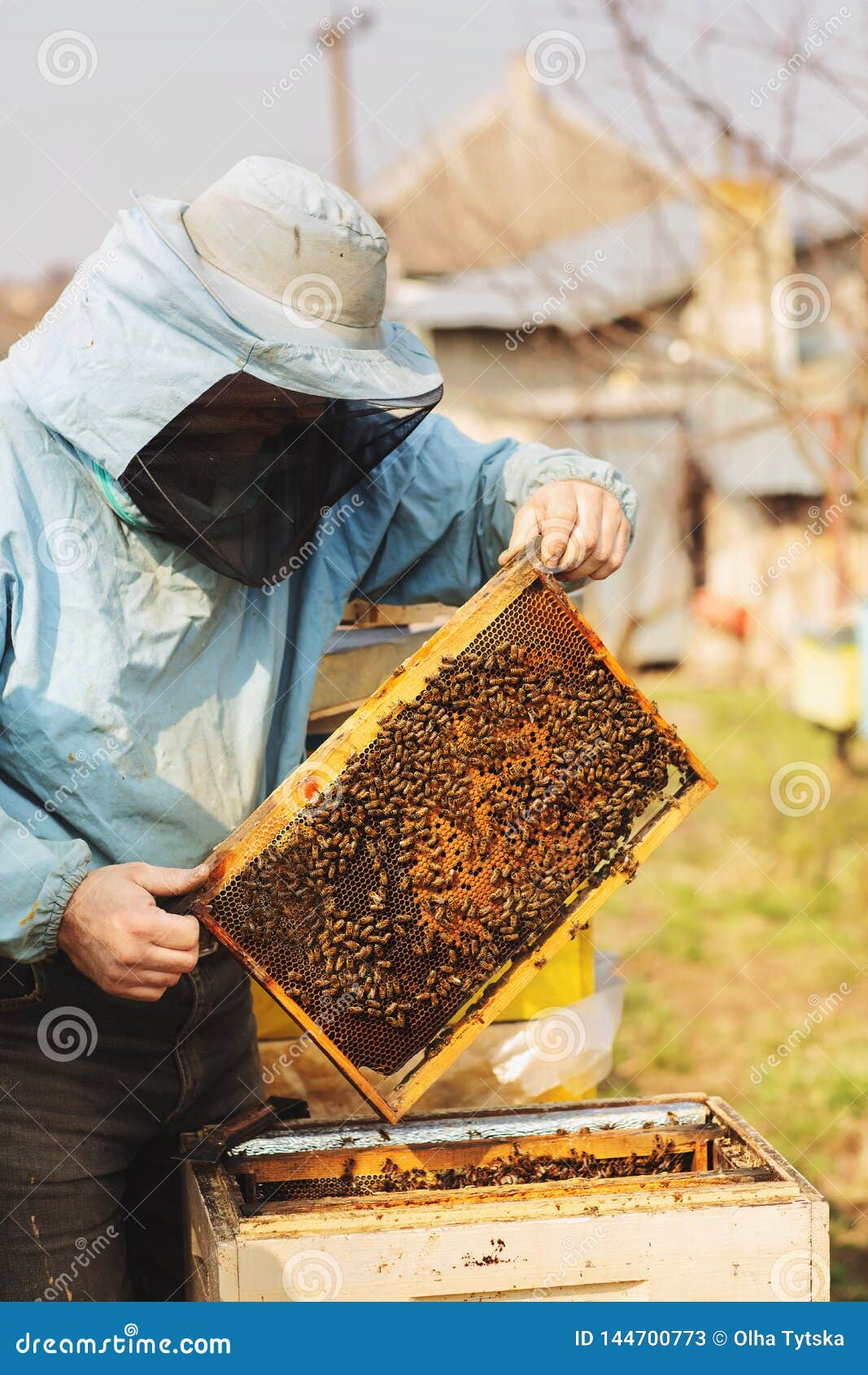 Beekeeper is Working with Bees and Beehives on the Apiary Stock Image ...