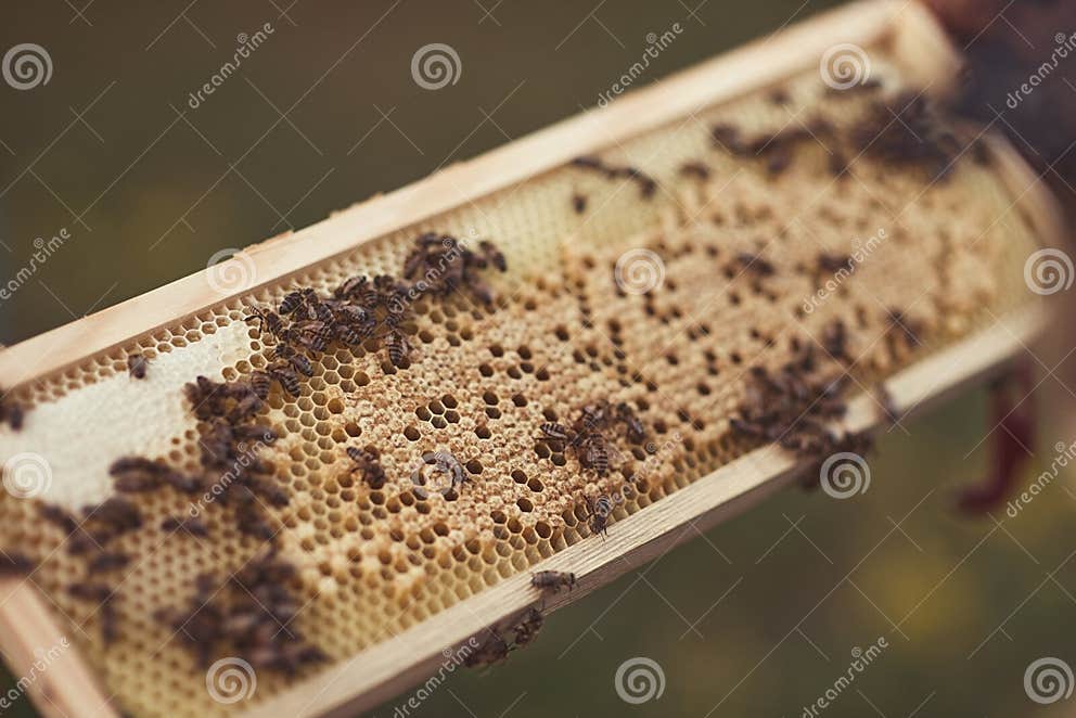 Beekeeper is Working with Bees and Beehives on the Apiary. Stock Photo - Image of summer ...