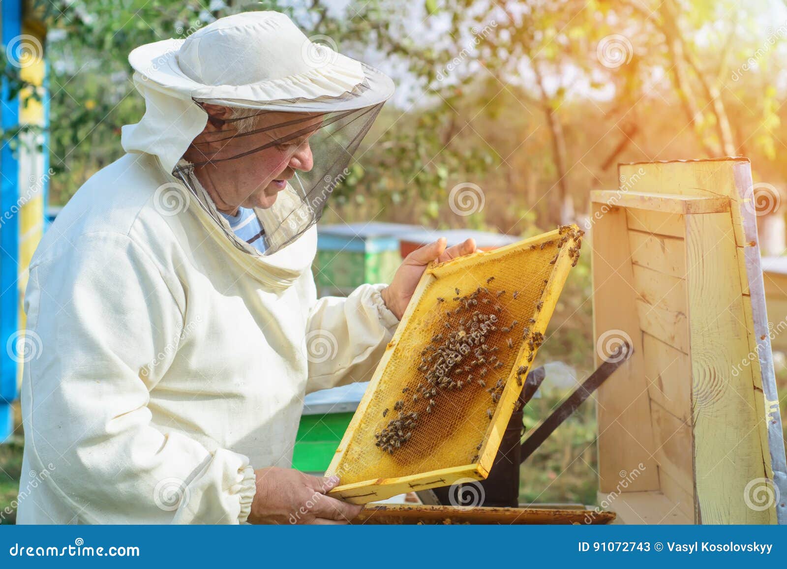 Beekeeper is Working with Bees and Beehives on the Apiary. Apiculture ...