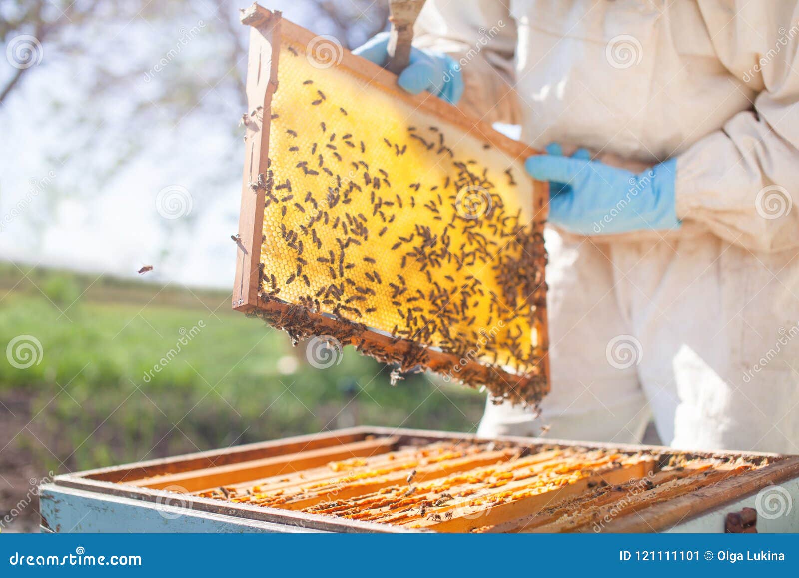 Beekeeper is Working with Bees and Beehives on the Apiary. Beekeeper on ... Beekeeper is Working with Bees and Beehives on the Apiary. Beekeeper on ...