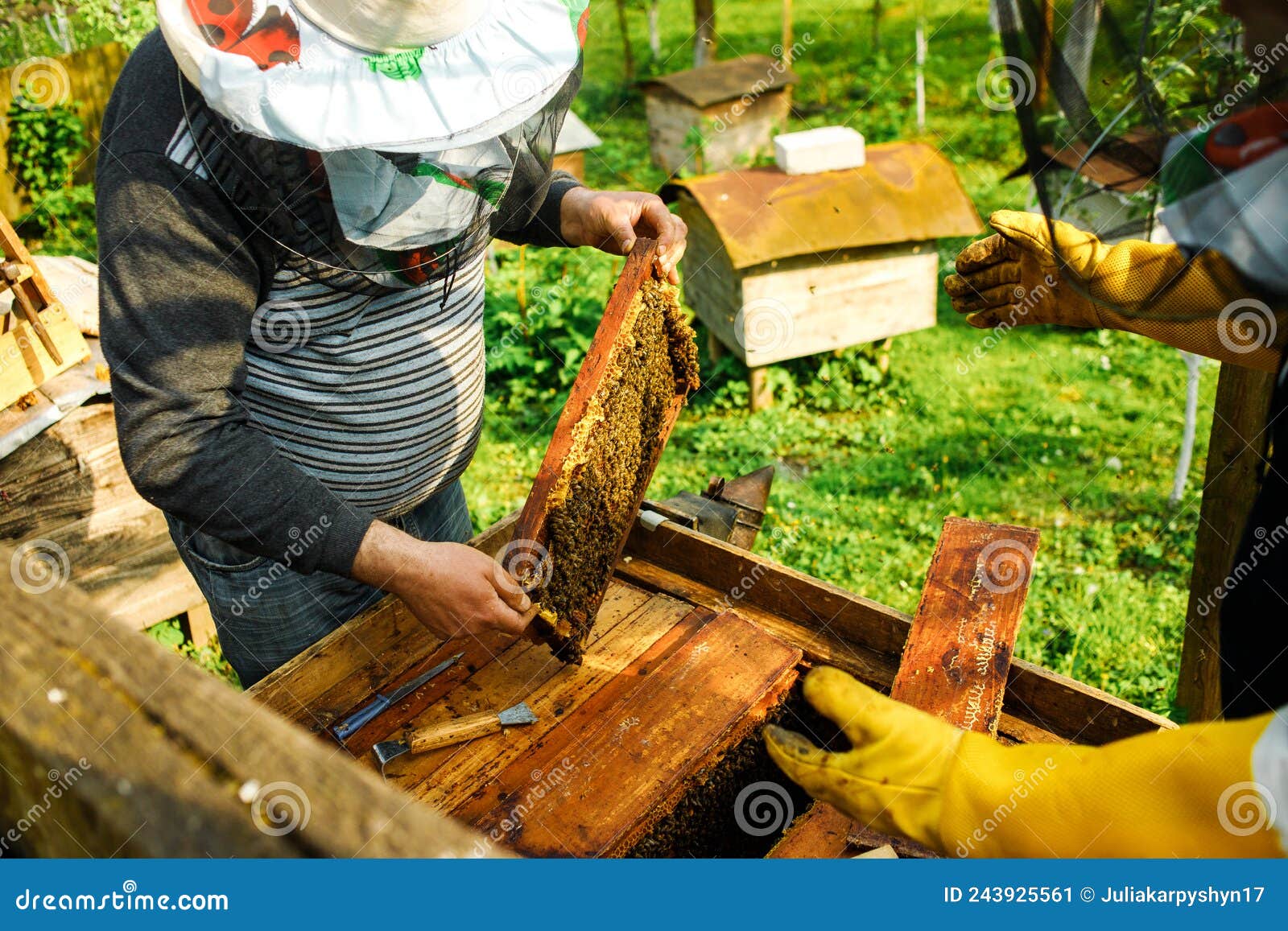 Beekeeper is Working with Bees Stock Image - Image of green, nectar ...