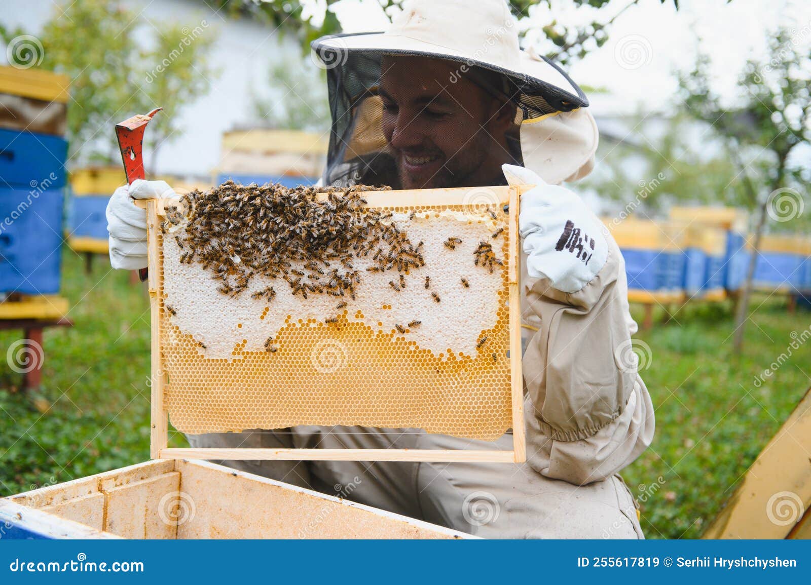 Beekeeper is Working with Bees and Beehives on the Apiary. Beekeeping ...