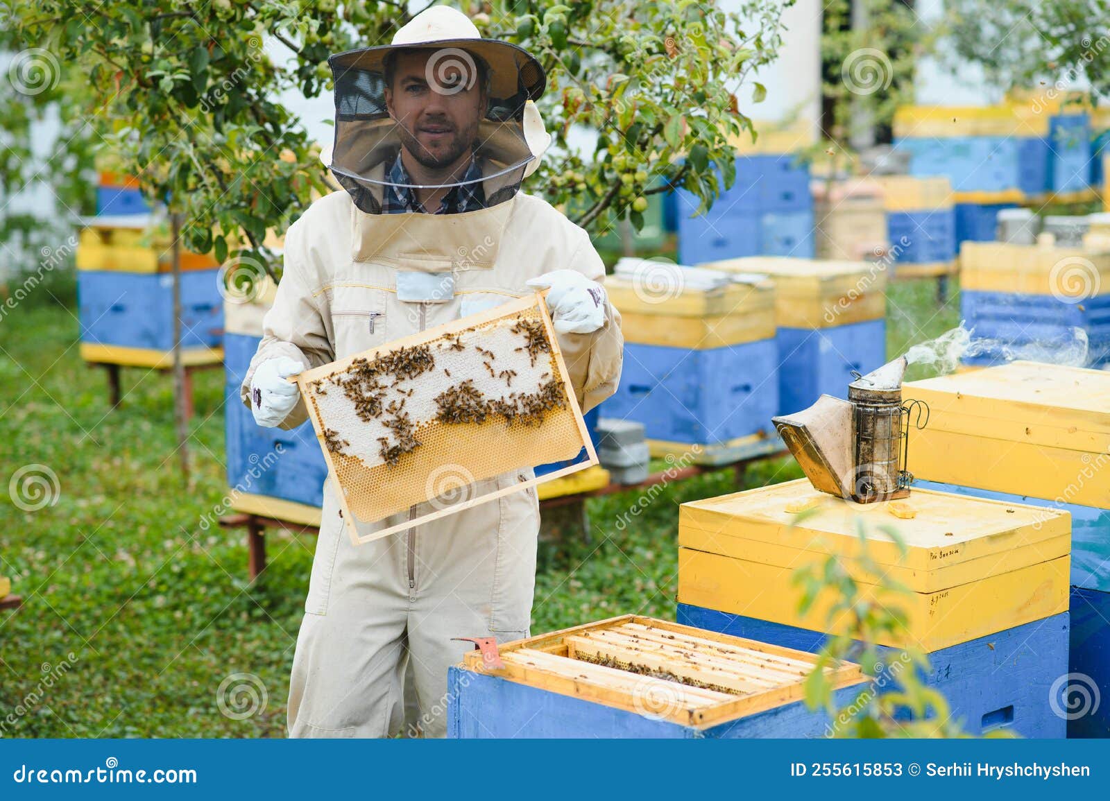 Beekeeper is Working with Bees and Beehives on the Apiary. Beekeeping ...