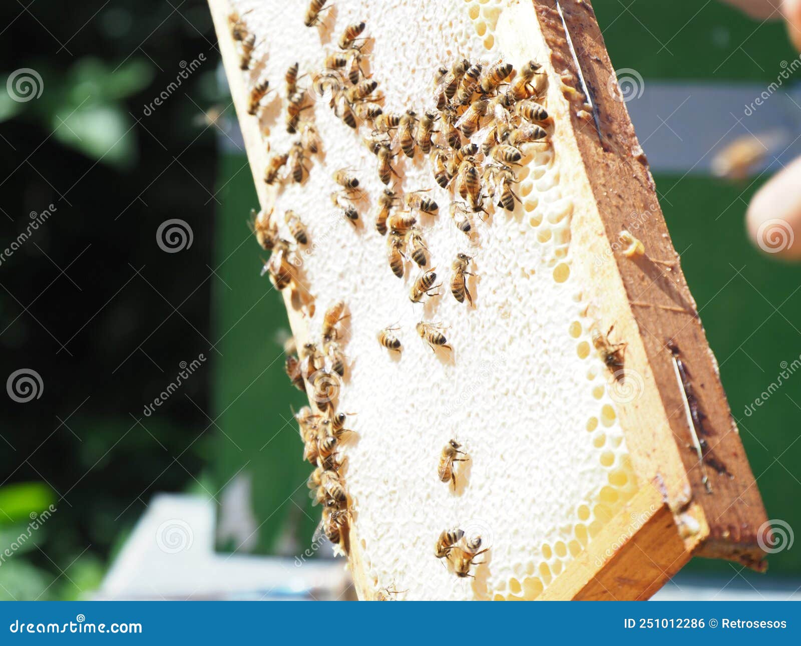 Master Bee Keeper Pulls Out a Frame with Honey from the Beehive in the ...