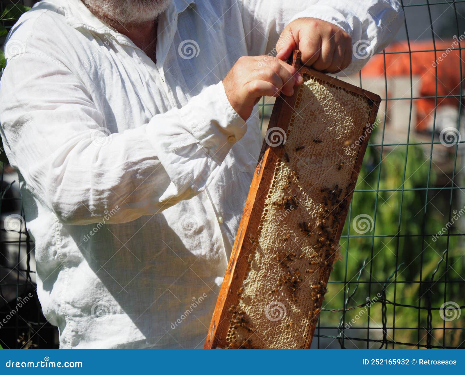 Master Bee Keeper Pulls Out a Frame with Honey from the Beehive in the ...