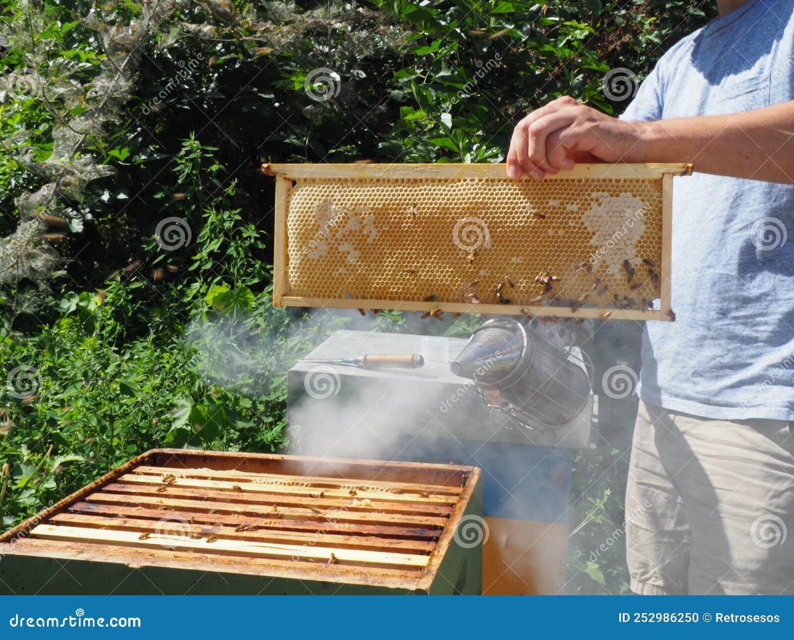 Master Bee Keeper Pulls Out a Frame with Honey from the Beehive in the ...