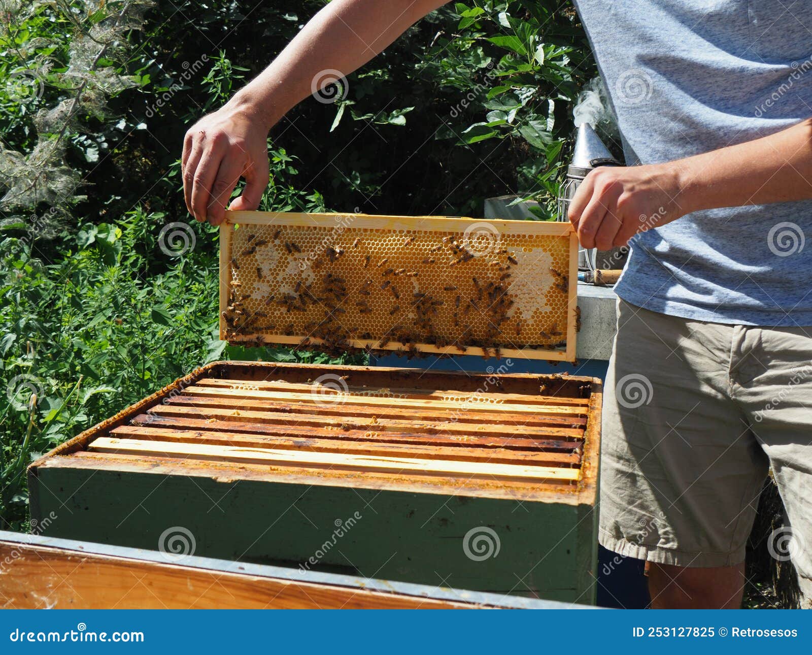 Master Bee Keeper Pulls Out a Frame with Honey from the Beehive in the ...