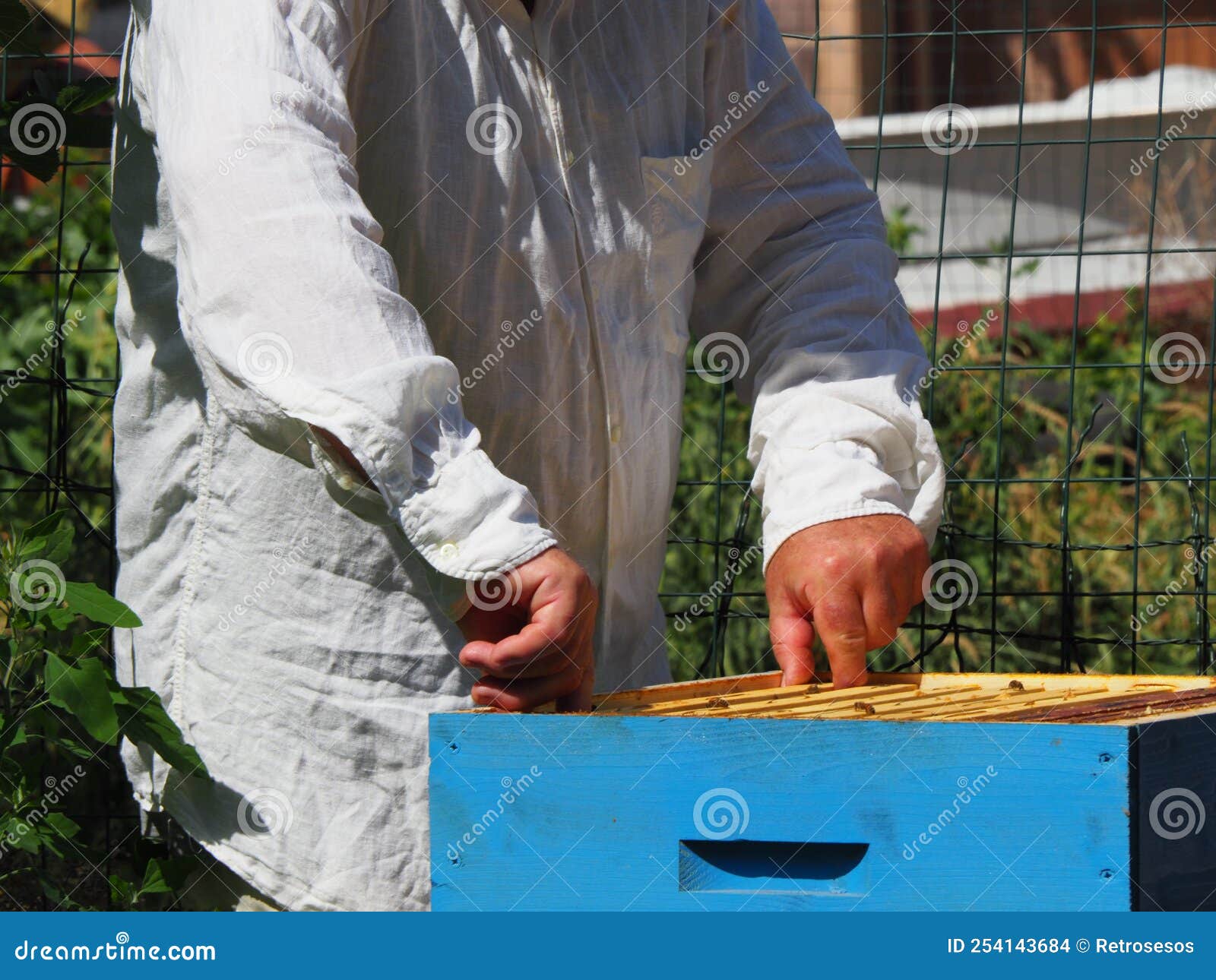 Master Bee Keeper Pulls Out a Frame with Honey from the Beehive in the ...