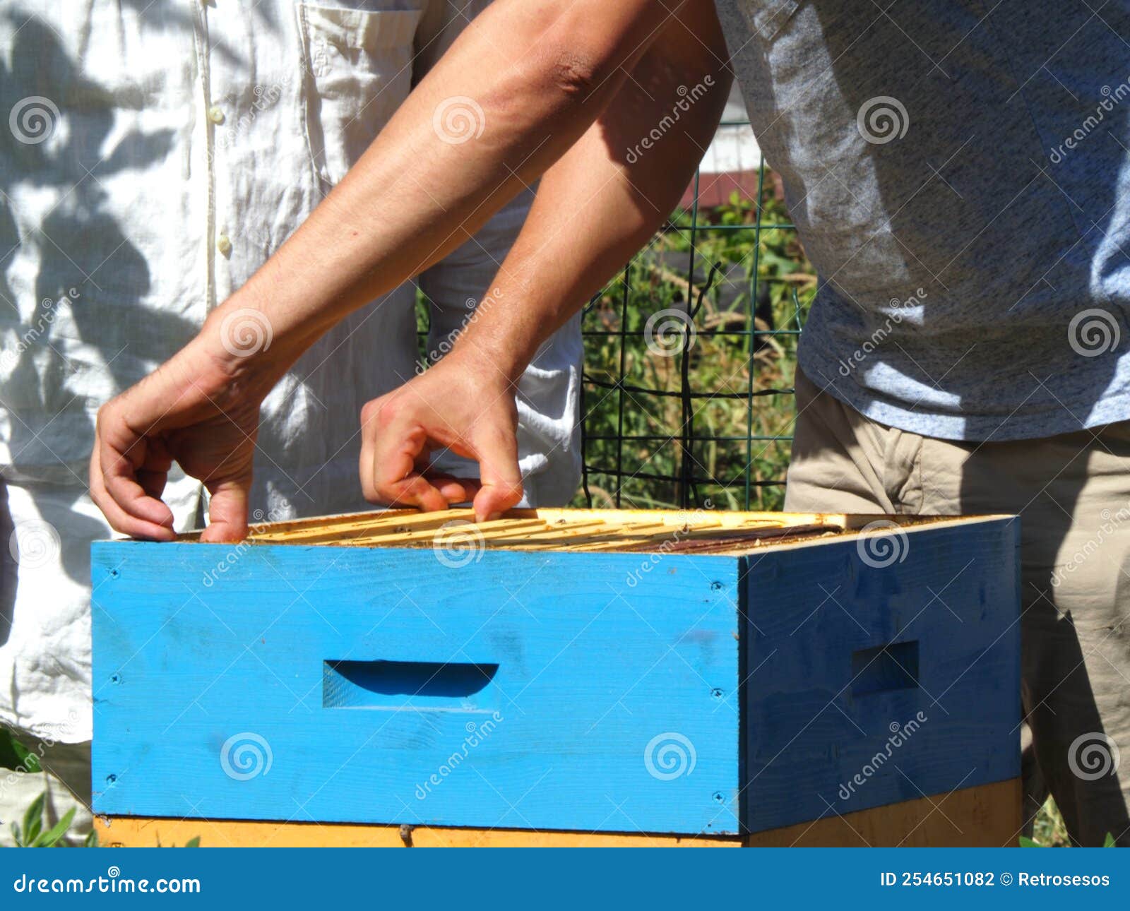 Master Bee Keeper Pulls Out a Frame with Honey from the Beehive in the ...