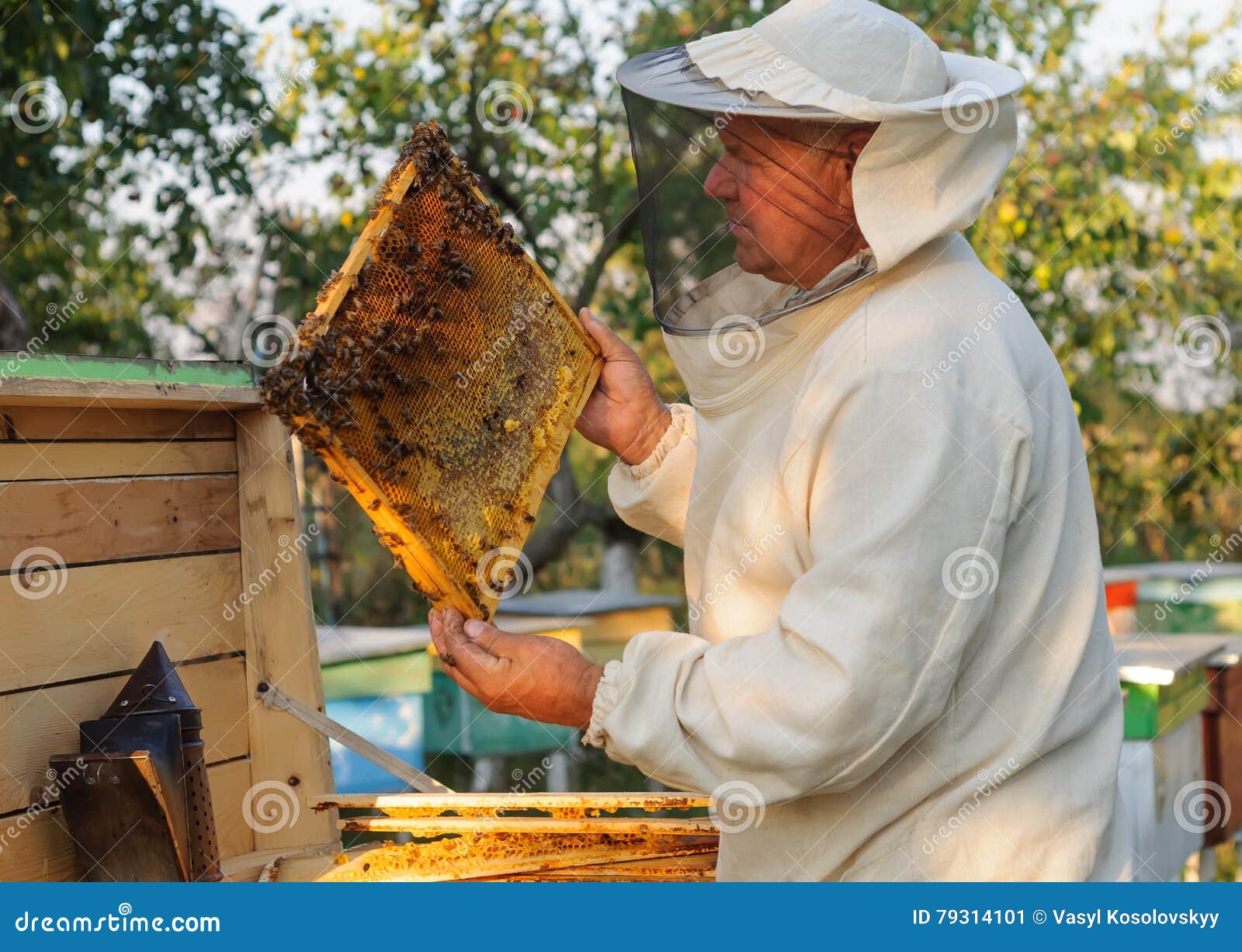 Beekeeper is Working with Bees and Beehives on the Apiary. Stock Image ...