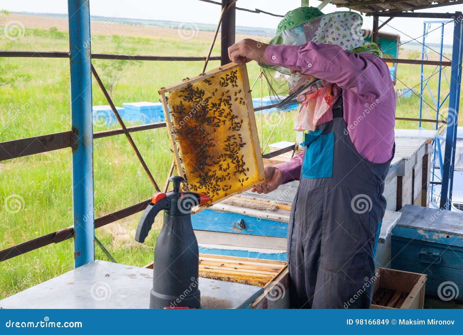 Beekeeper is Working with Bees and Beehives on the Apiary. Beekeeper on ...