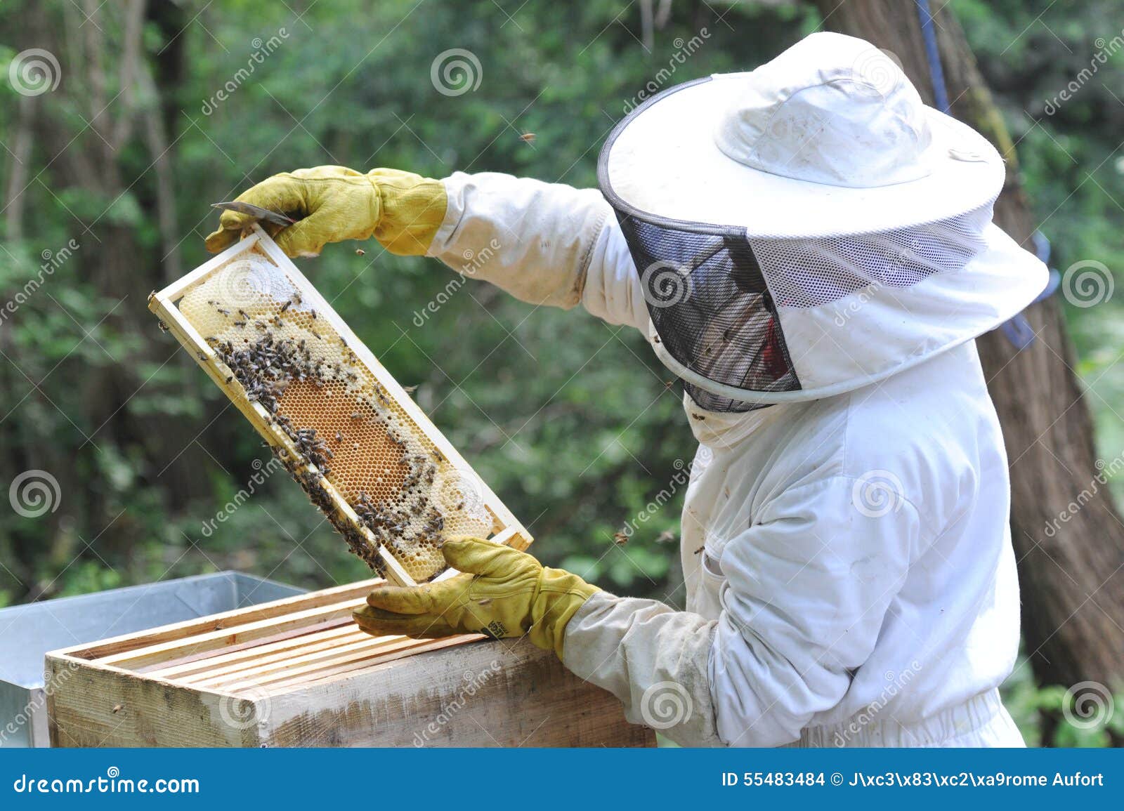 Beekeeper working editorial stock image. Image of environment - 55483484