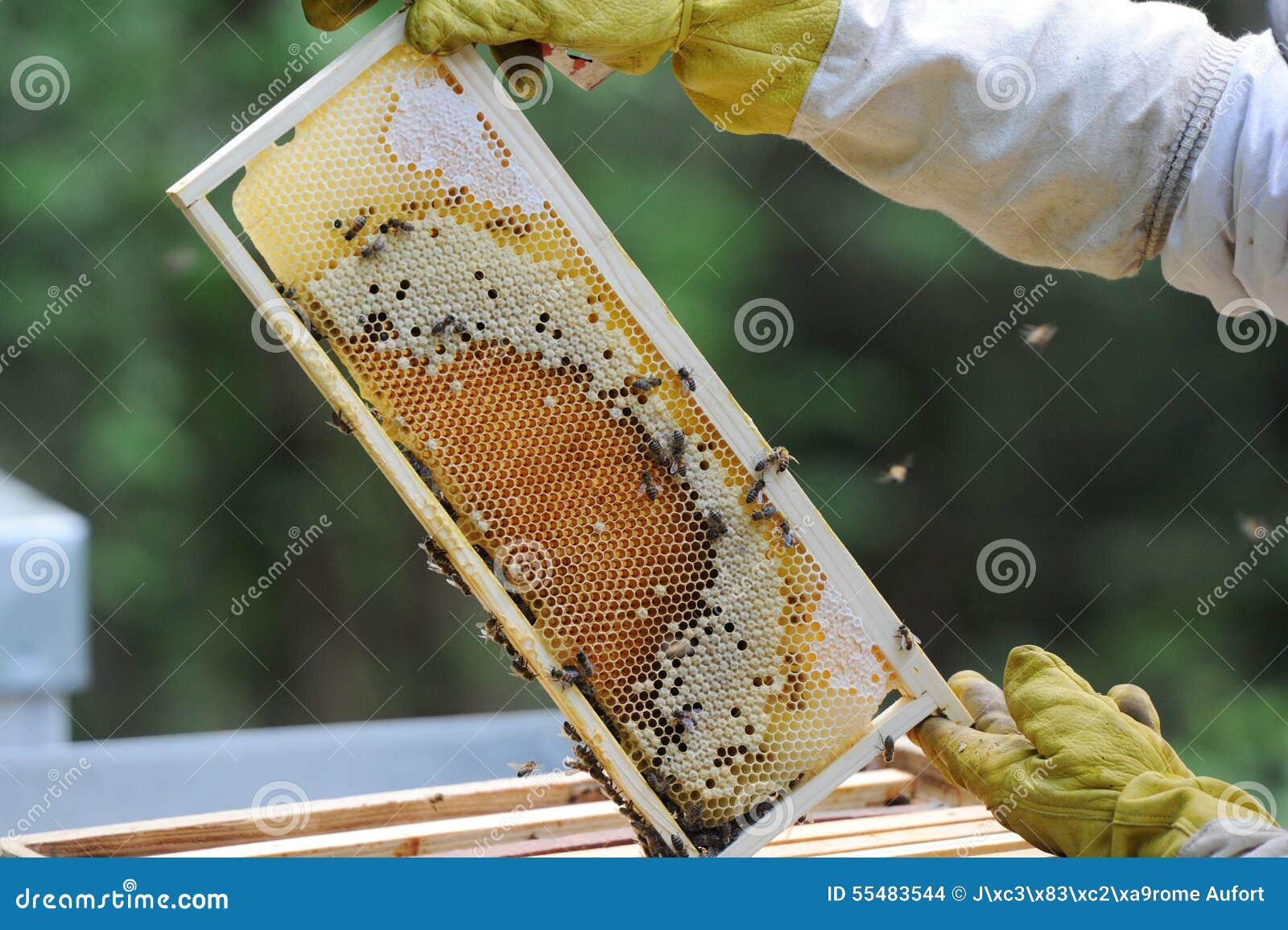 Beekeeper working stock photo. Image of environment, ecology - 55483544