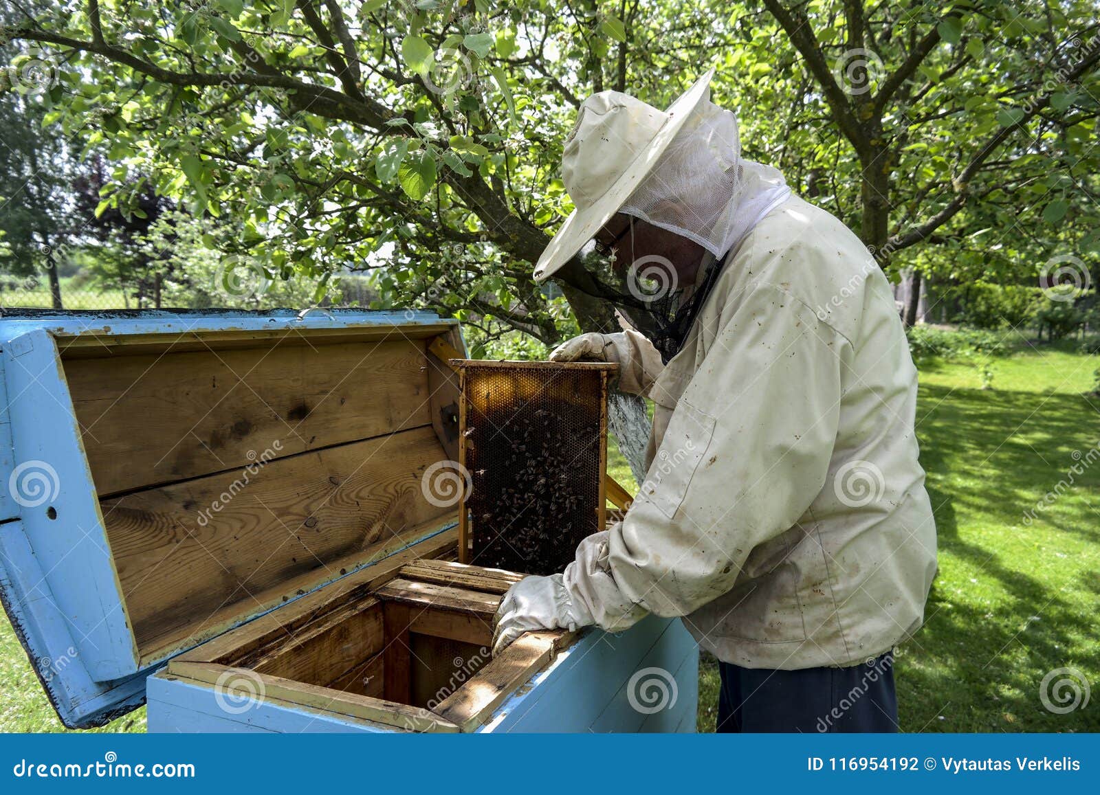 Beekeeper Working Collect Honey. Editorial Photography - Image of ...