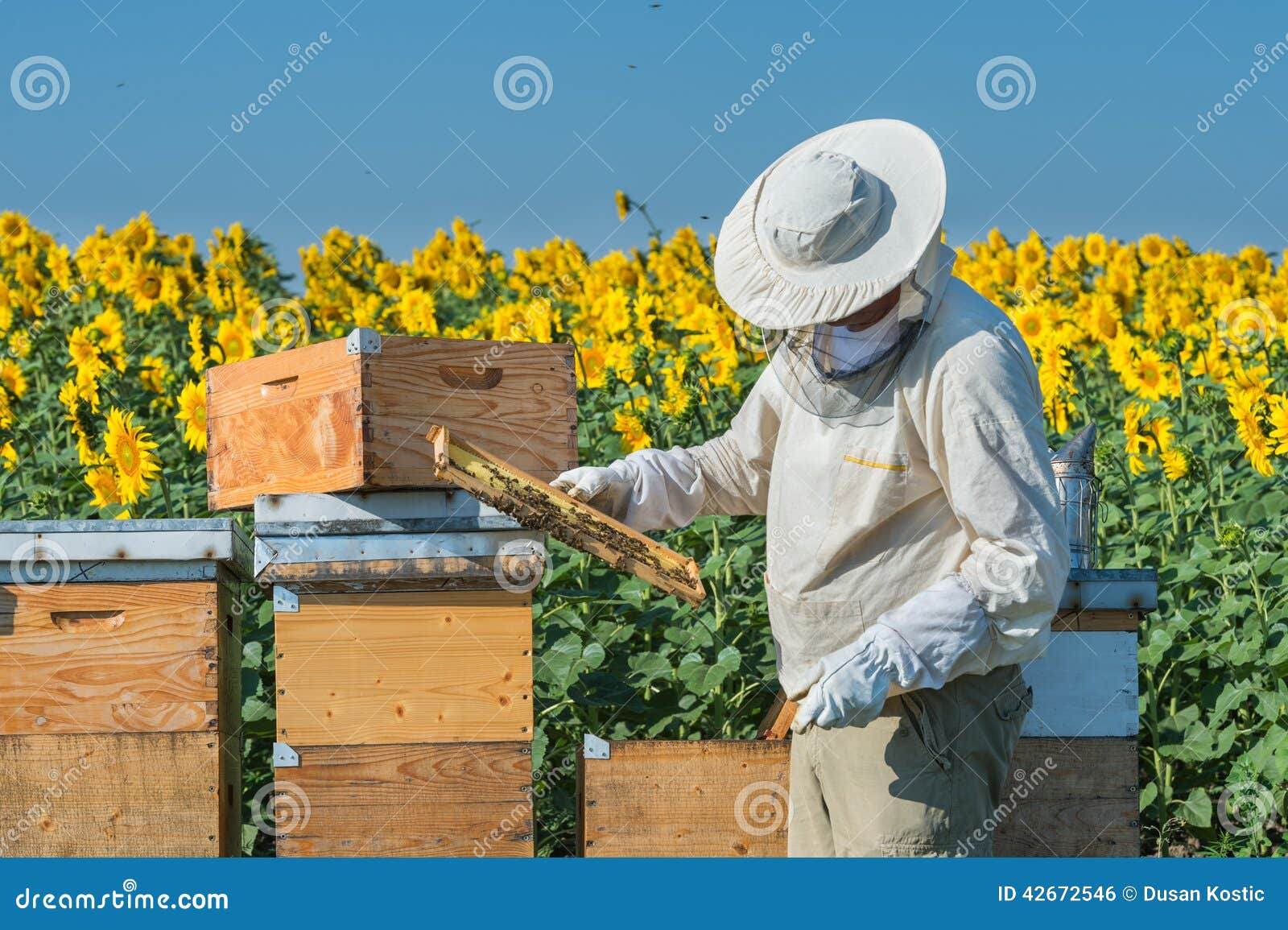 Beekeeper working stock photo. Image of spring, worker - 42672546