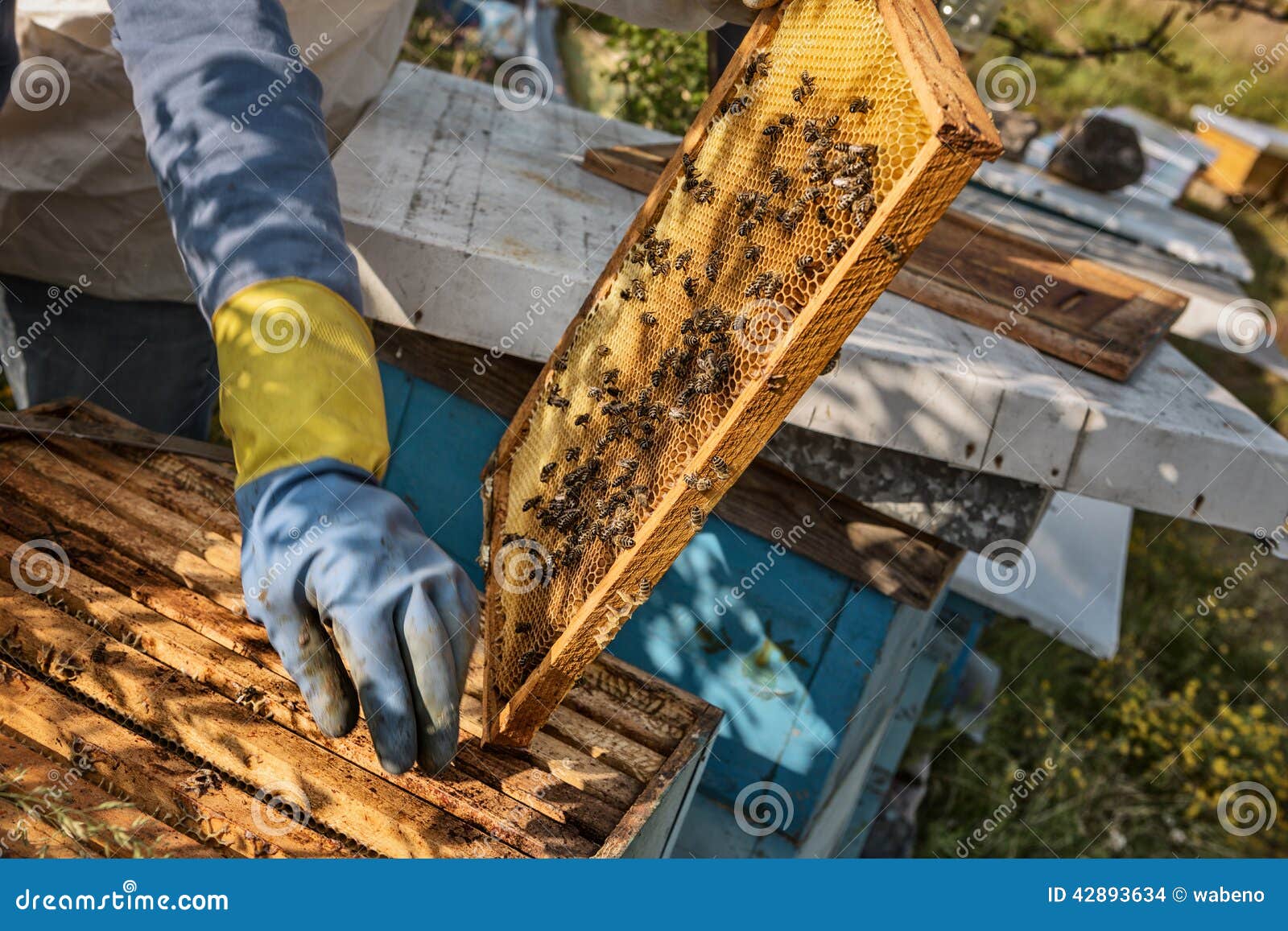 Beekeeper Working in His Apiary Stock Photo - Image of beehive, insect ...