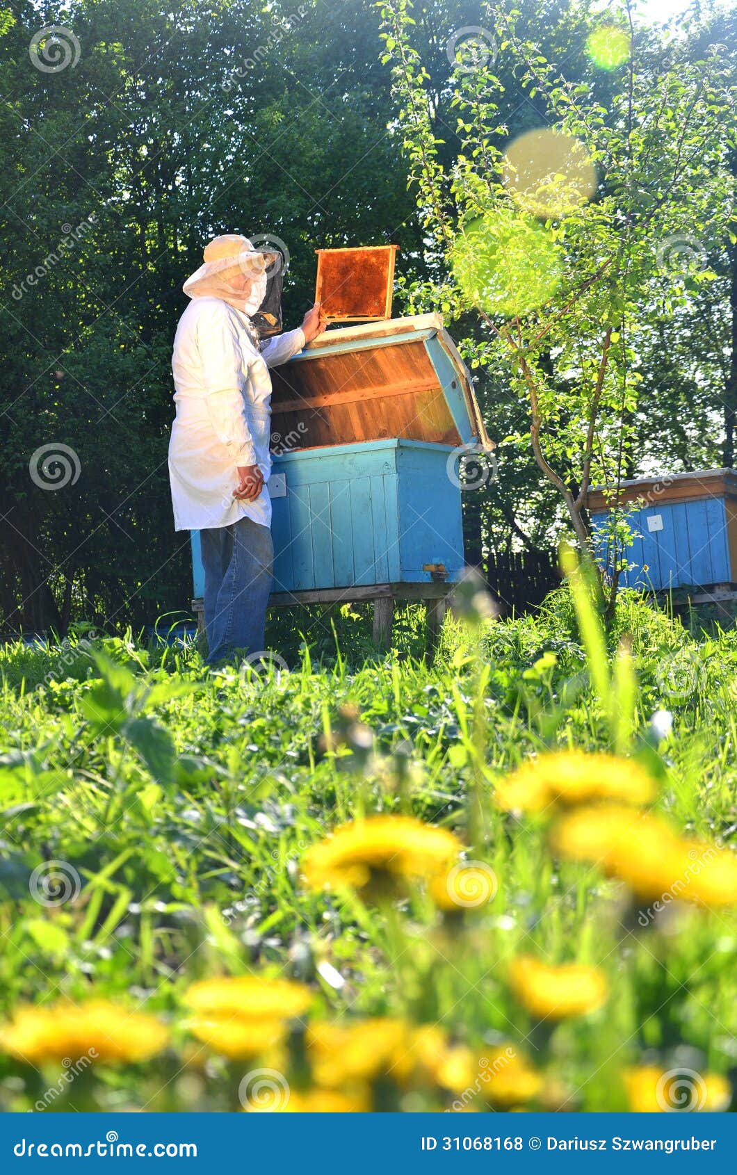 Beekeeper Working in His Apiary Stock Photo - Image of ecology, apiary ...