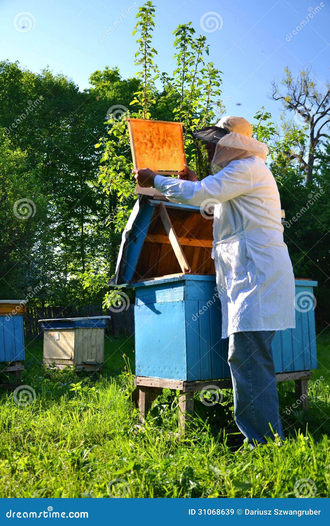 Beekeeper Working in His Apiary Stock Image - Image of passion, adult ...