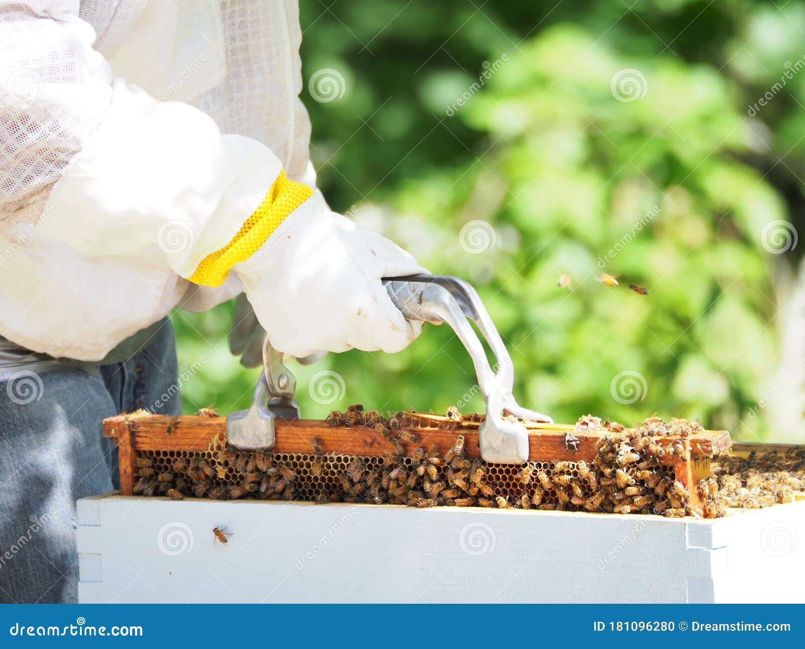 Home Beekeeping in a Bee Suit To Save the Environment Stock Photo ...