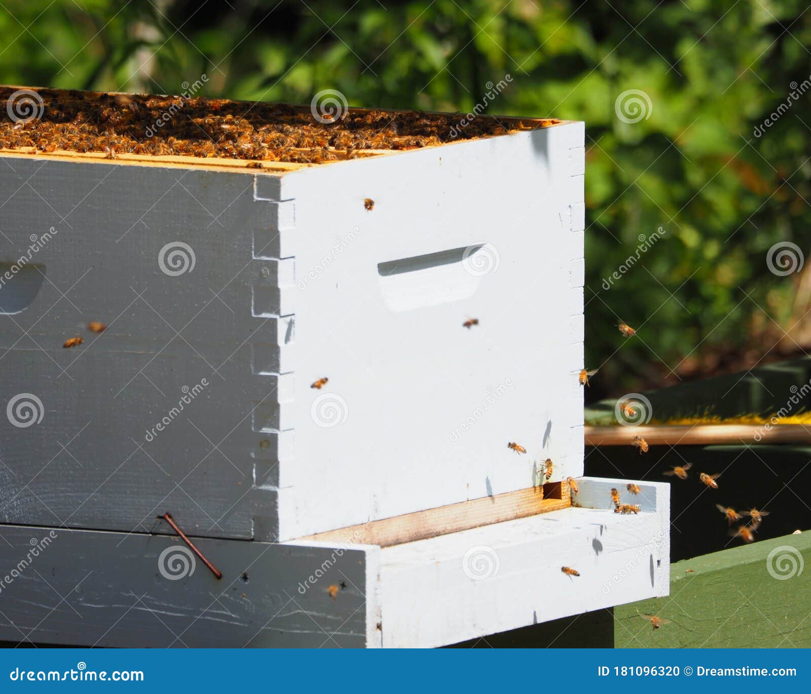 Home Beekeeping in a Bee Suit To Save the Environment Stock Photo ...