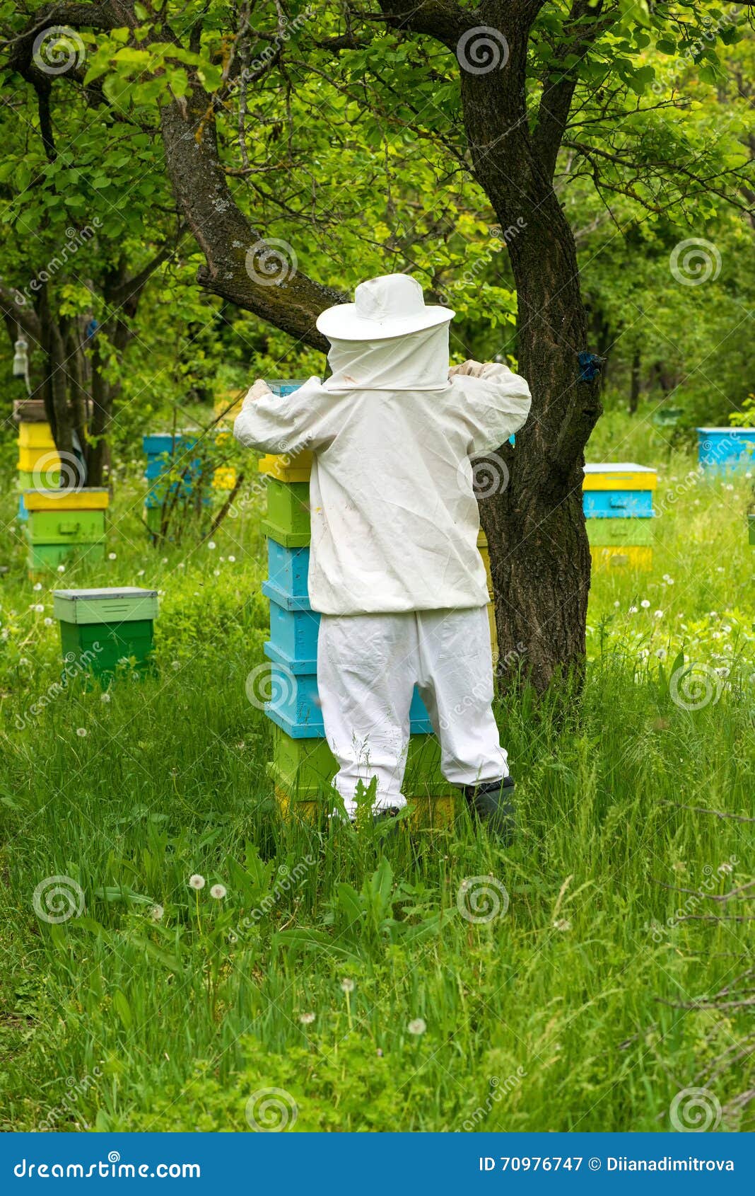 Beekeeper Working on His Beehives in the Garden Stock Image - Image of ...