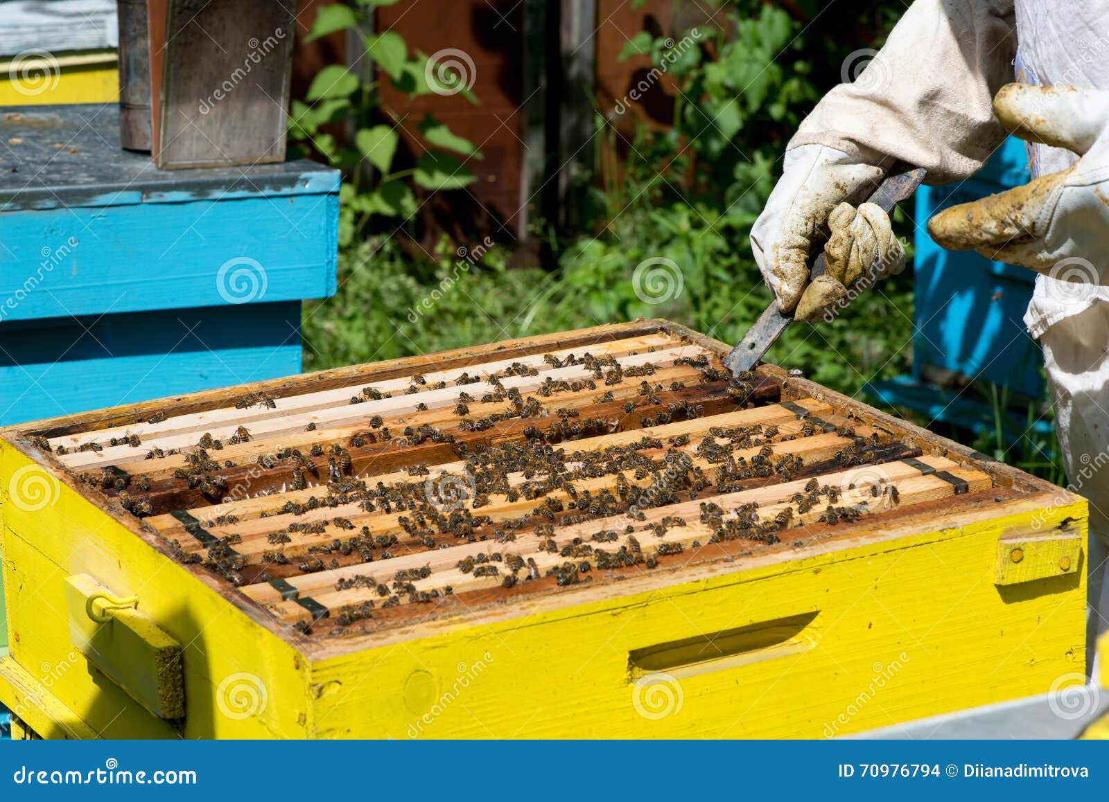 Beekeeper Working on His Beehives in the Garden Stock Photo - Image of ...