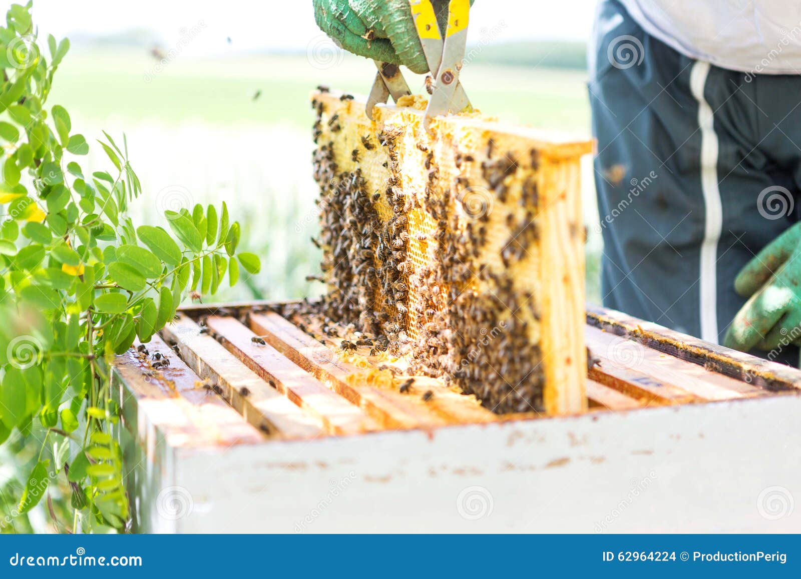 Beekeeper Working on His Beehives in the Garden Stock Photo - Image of ...
