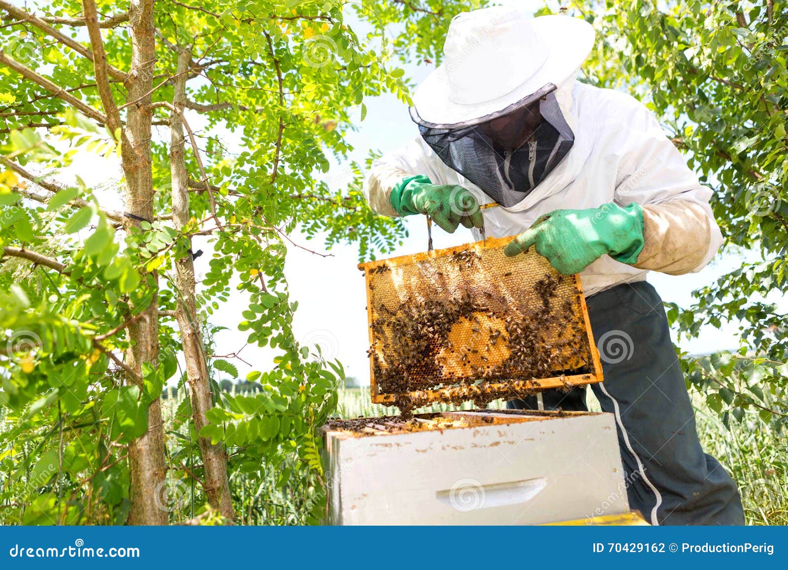 Beekeeper Working on His Beehives in the Garden Stock Photo - Image of ...